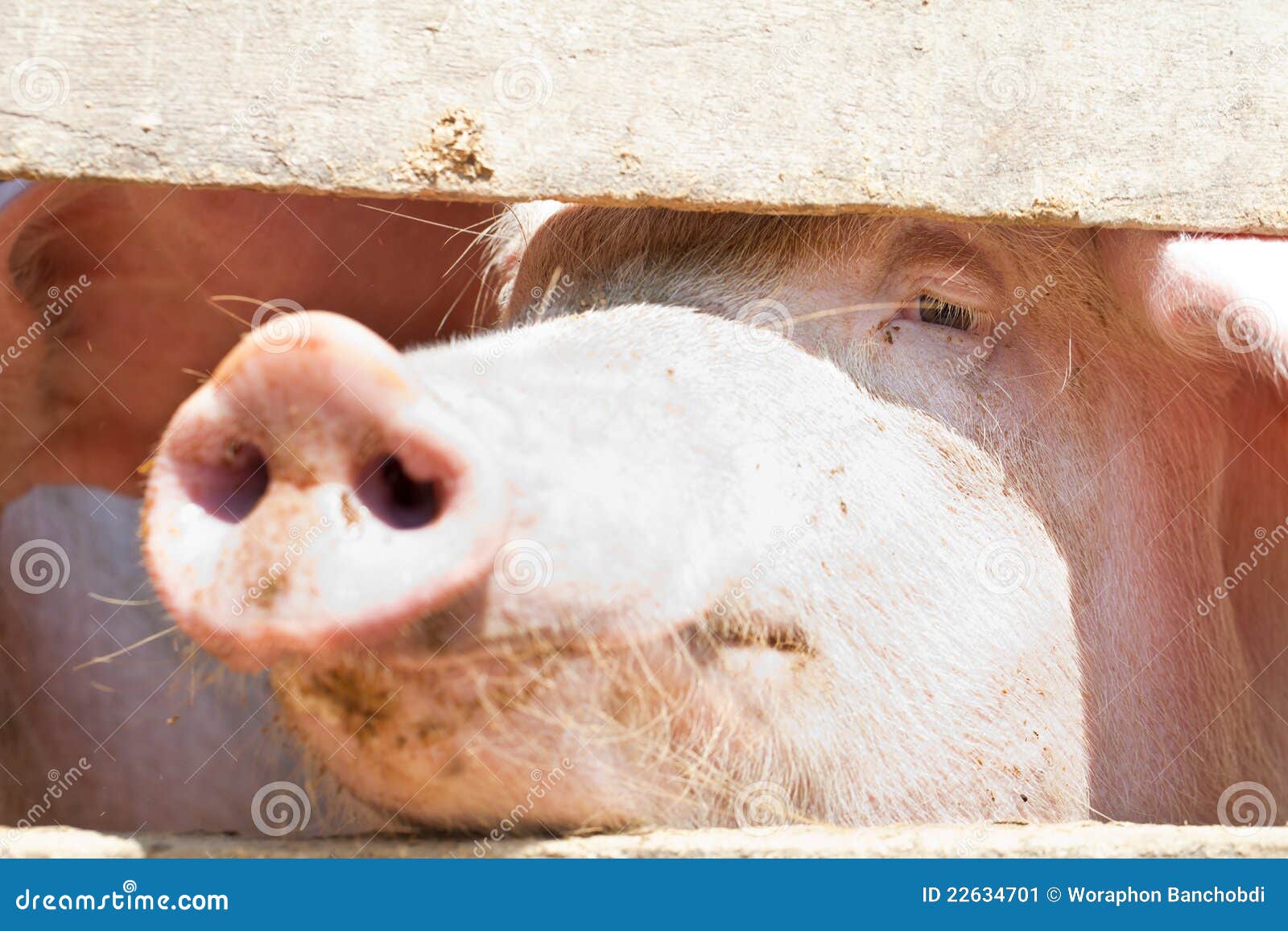 Pigs Sticking Their Noses through a Fence Stock Image - Image of farmer ...