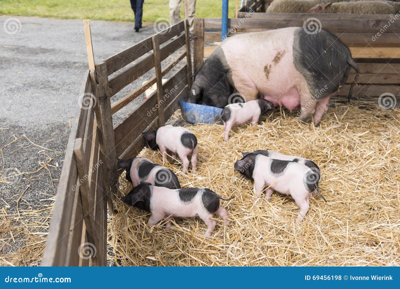 Pigs in straw stock photo. Image of piglet, white, natural - 69456198
