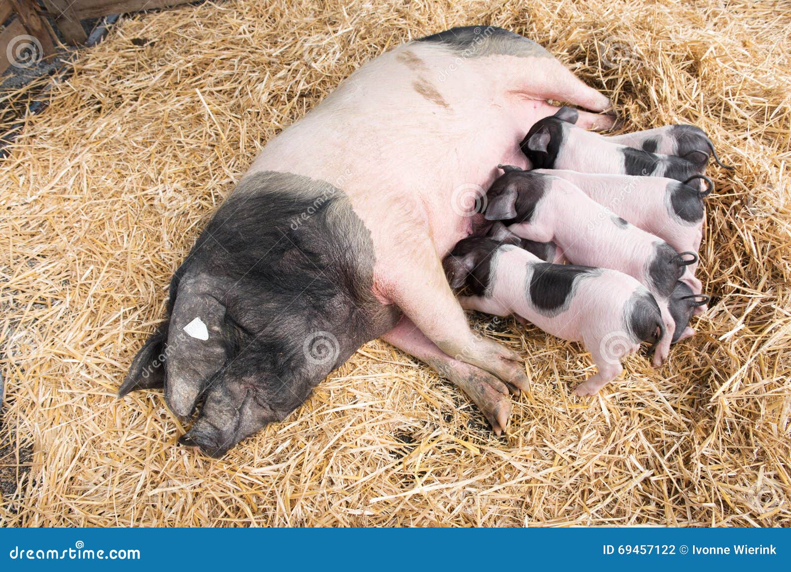 Pigs in straw stock photo. Image of milk, outdoor, white - 69457122