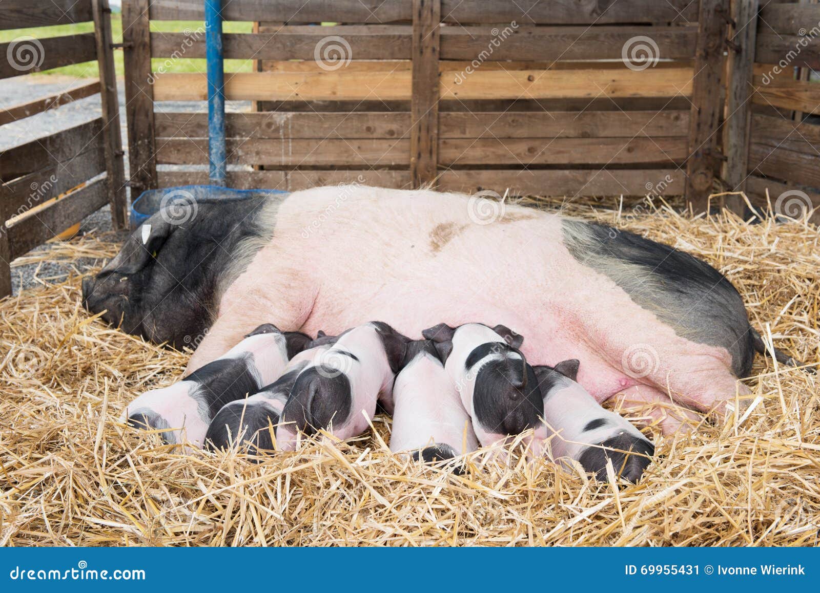 Pigs in straw stock image. Image of black, natural, drinking - 69955431