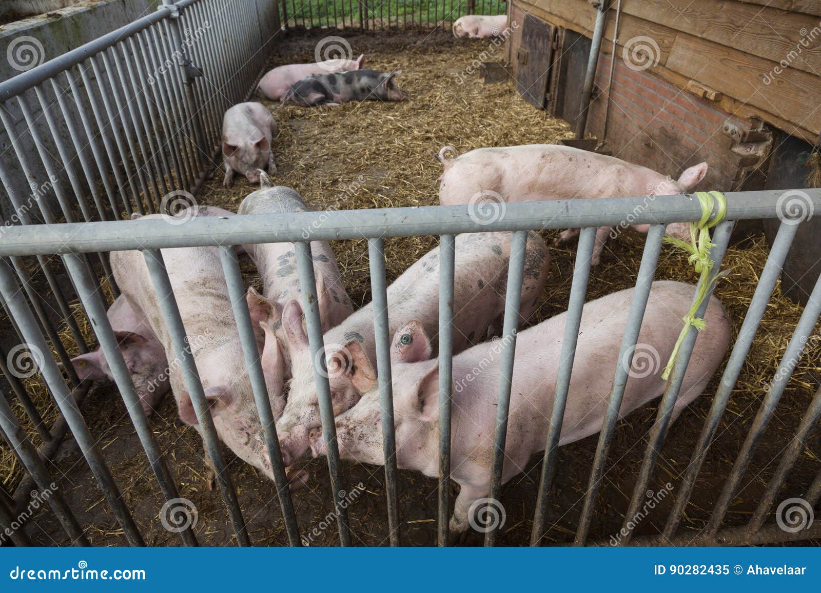 Pigs in Straw on Organic Farm Stock Image - Image of agricultural, meat ...