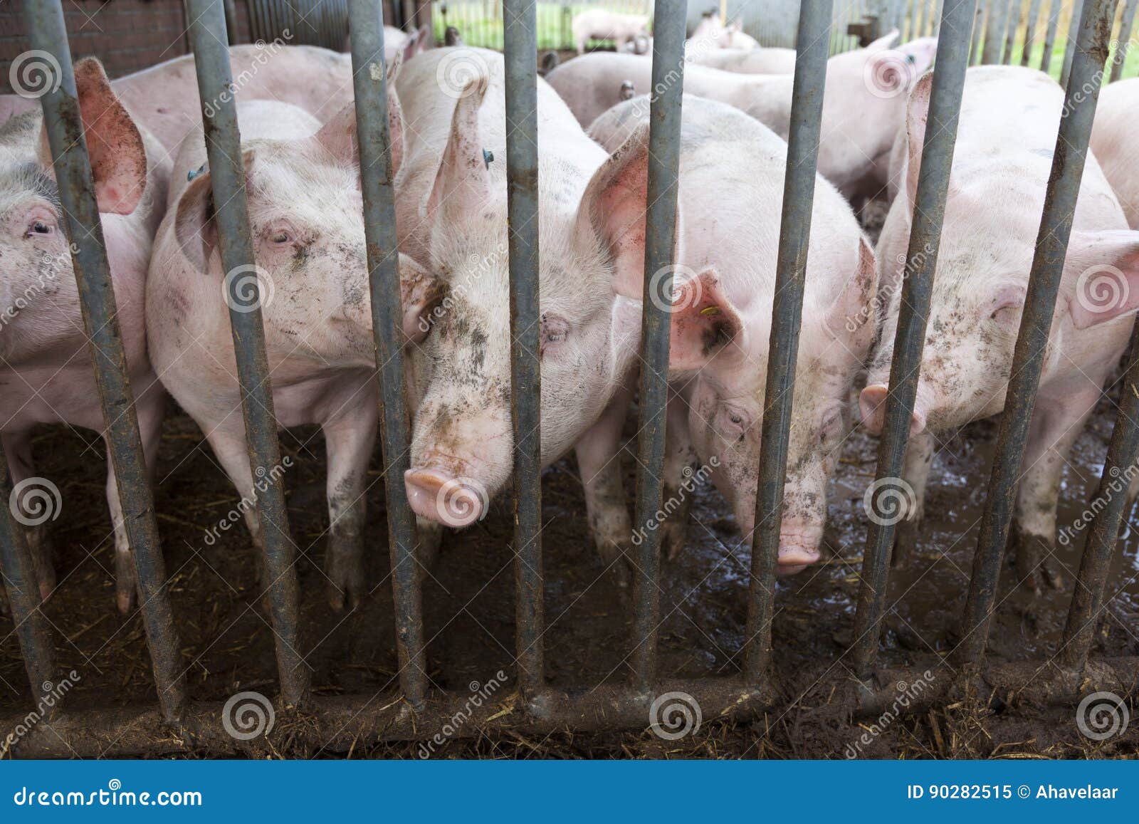 Pigs in Straw on Organic Farm Stock Image - Image of livestock, breed ...