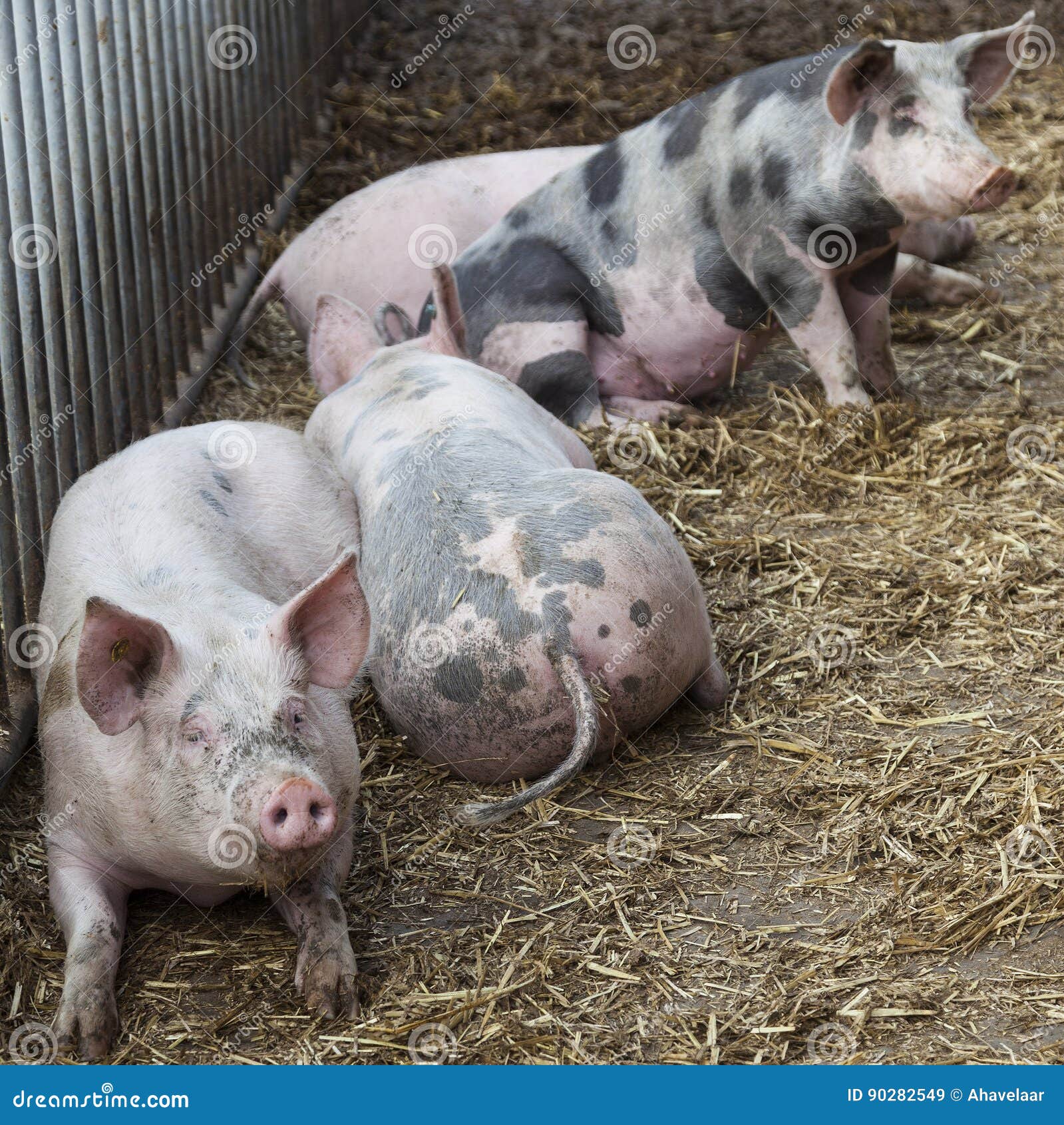 Pigs in Straw on Organic Farm Stock Image - Image of breed, cute: 90282549