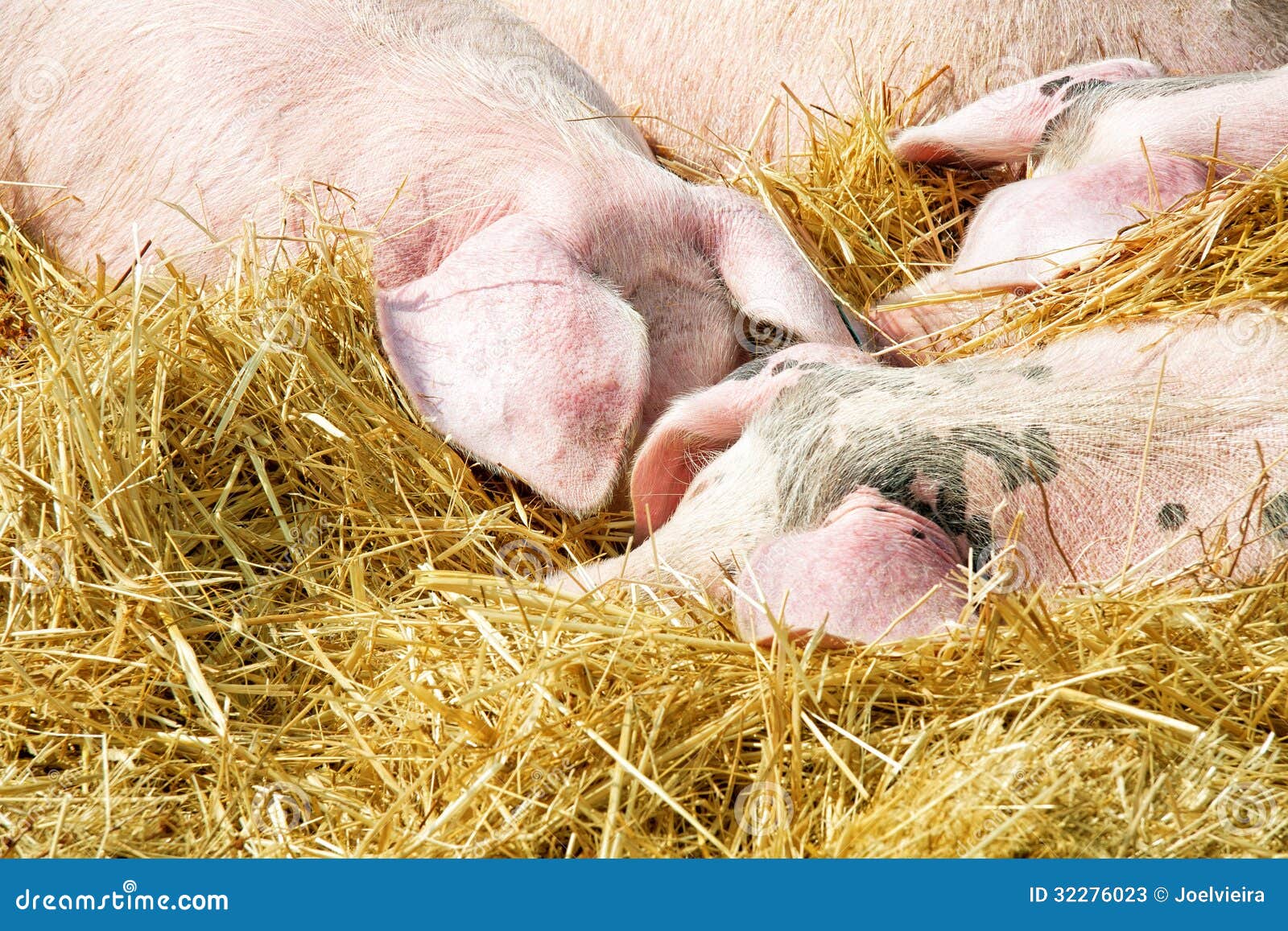 Pigs on the straw stock image. Image of piglet, rest - 32276023