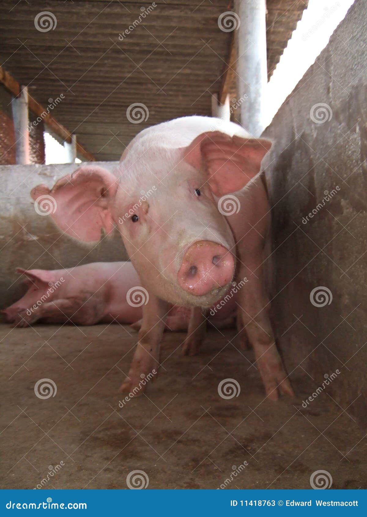 Pigs in a sty stock image. Image of enclosure, hogs, pink - 11418763