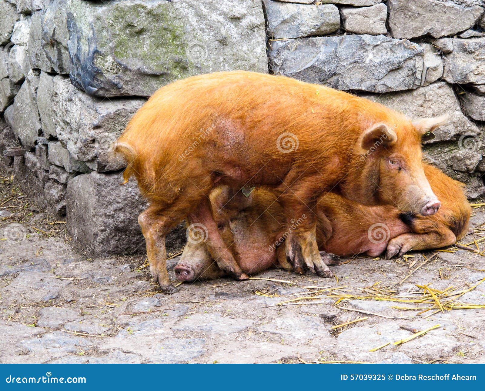 Pigs in a Sty stock image. Image of bacon, breed, meat - 57039325
