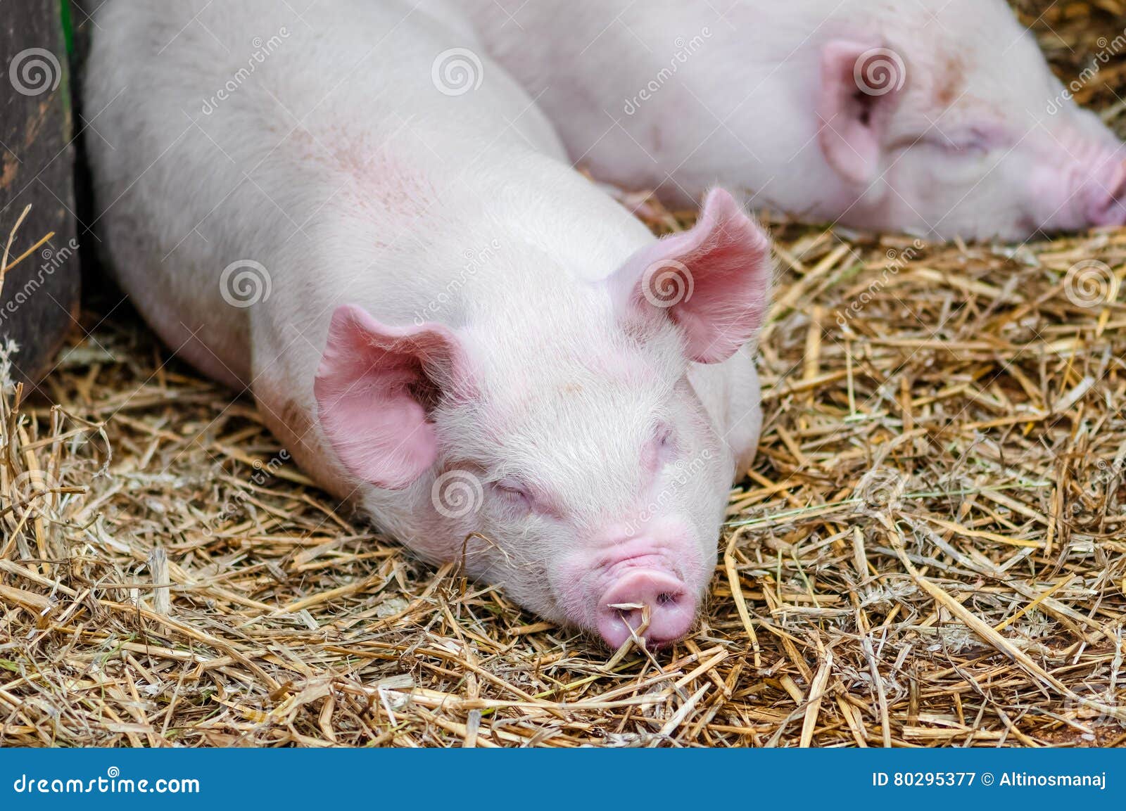 Pigs Swine Sleeping Resting on the Straw in a Farm Stall Stock Image ...