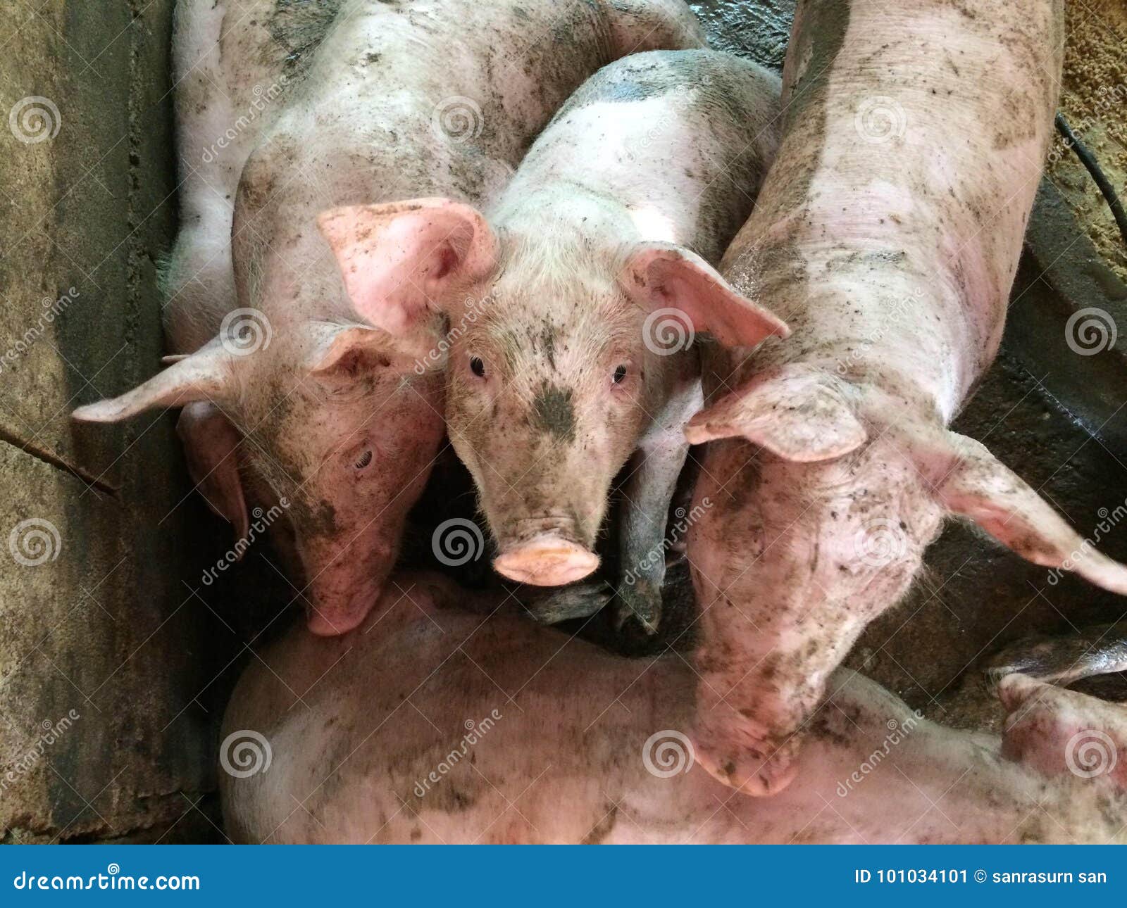 Pigs stock image. Image of swine, thailand, small, brown - 101034101