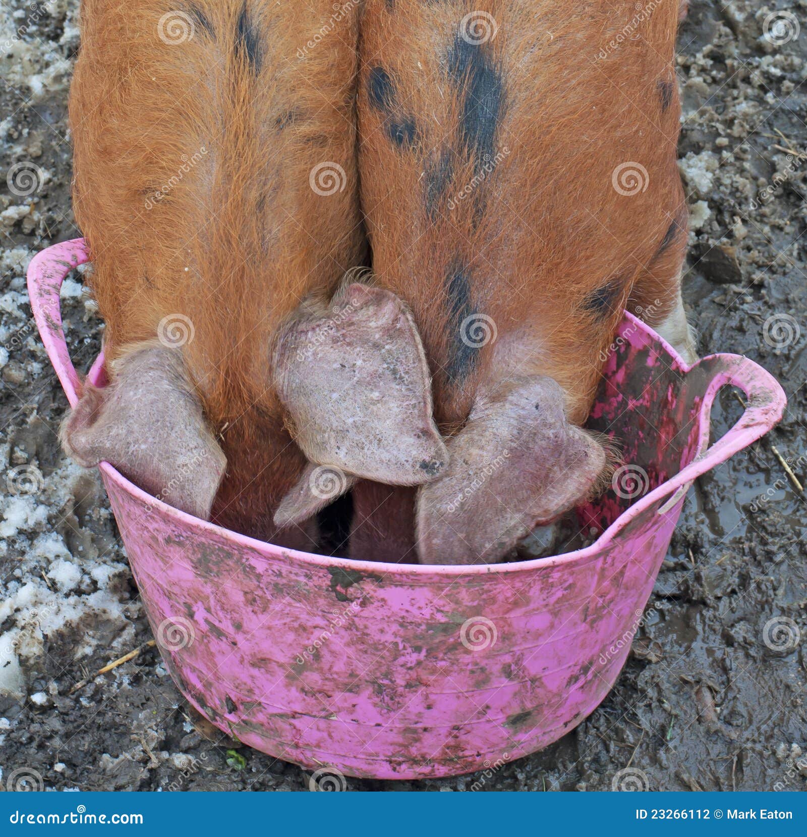 Pigs with Their Snouts in the Trough Stock Photo - Image of nibble ...