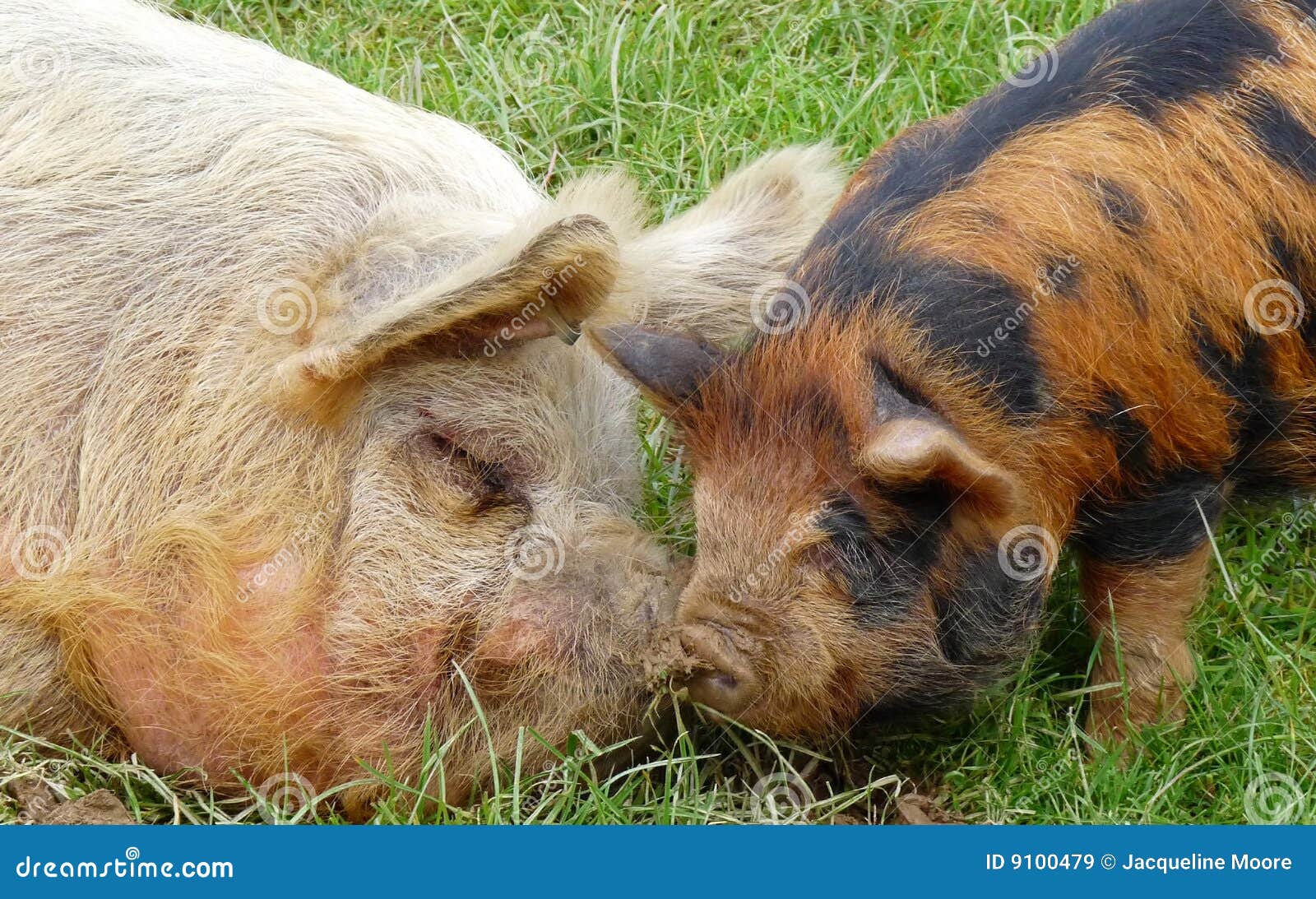 Pigs together stock image. Image of grass, mother, animals - 9100479