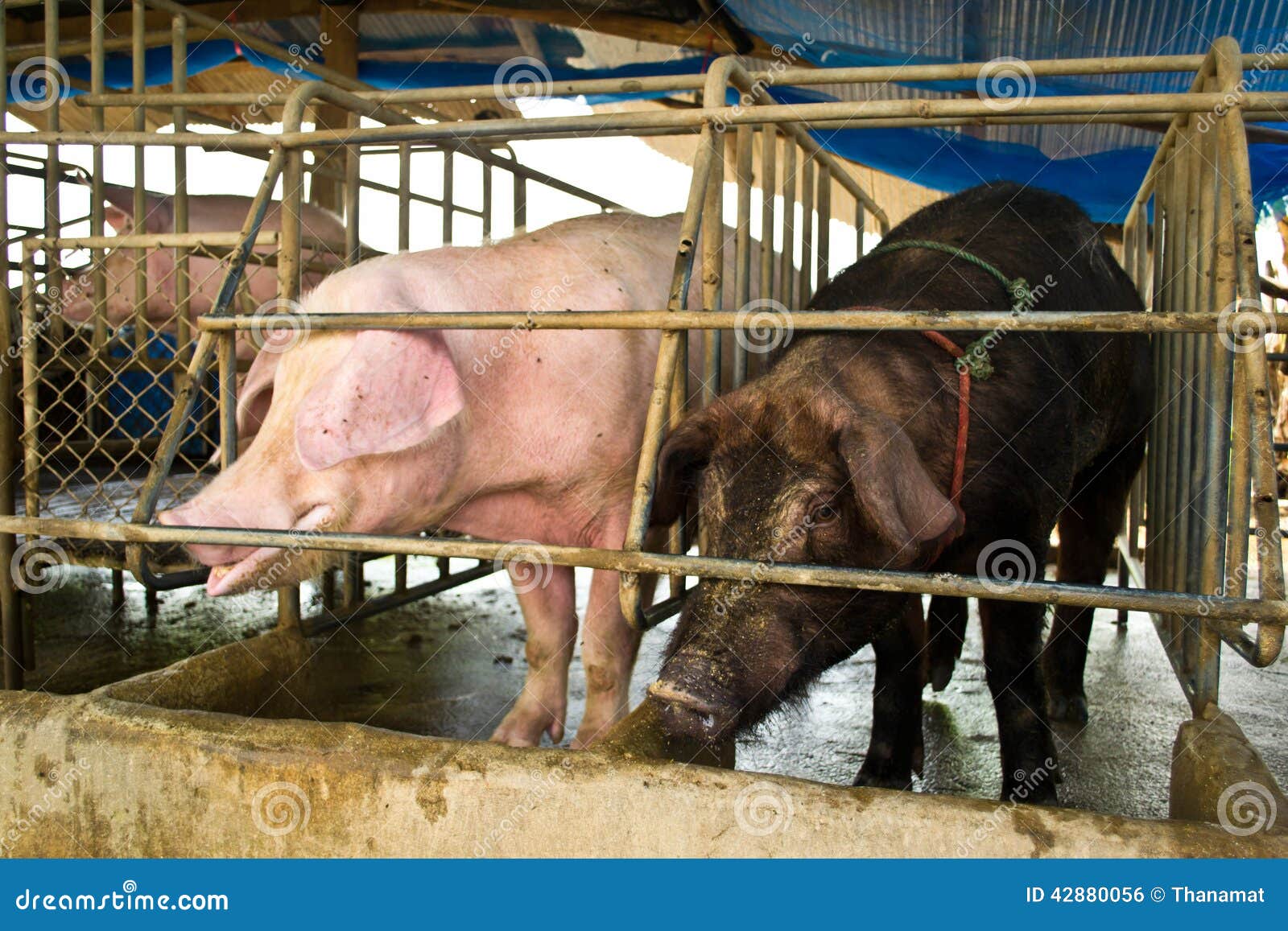 Pigs in traditional farm stock photo. Image of mammal - 42880056
