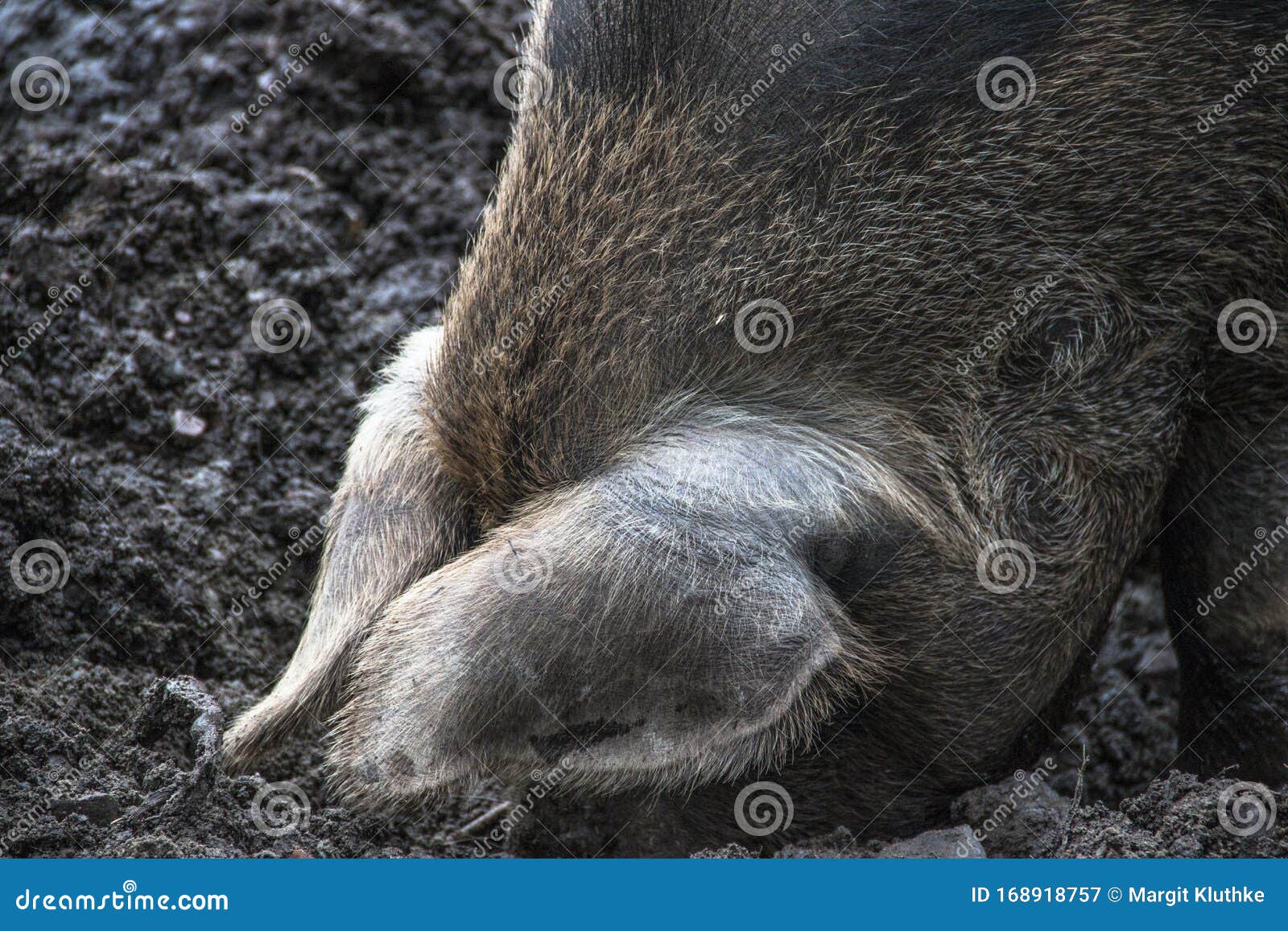 Pigs wallow in the mud stock image. Image of vegetarian - 168918757