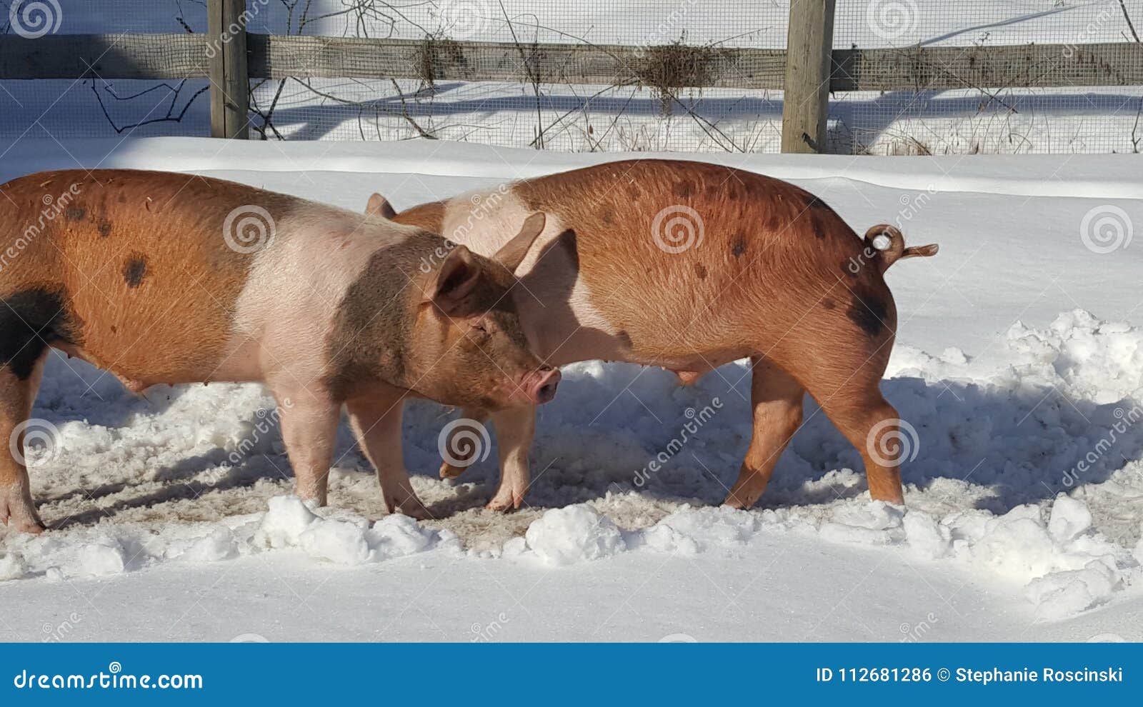Pigs in winter pen stock photo. Image of sunny, agriculture - 112681286