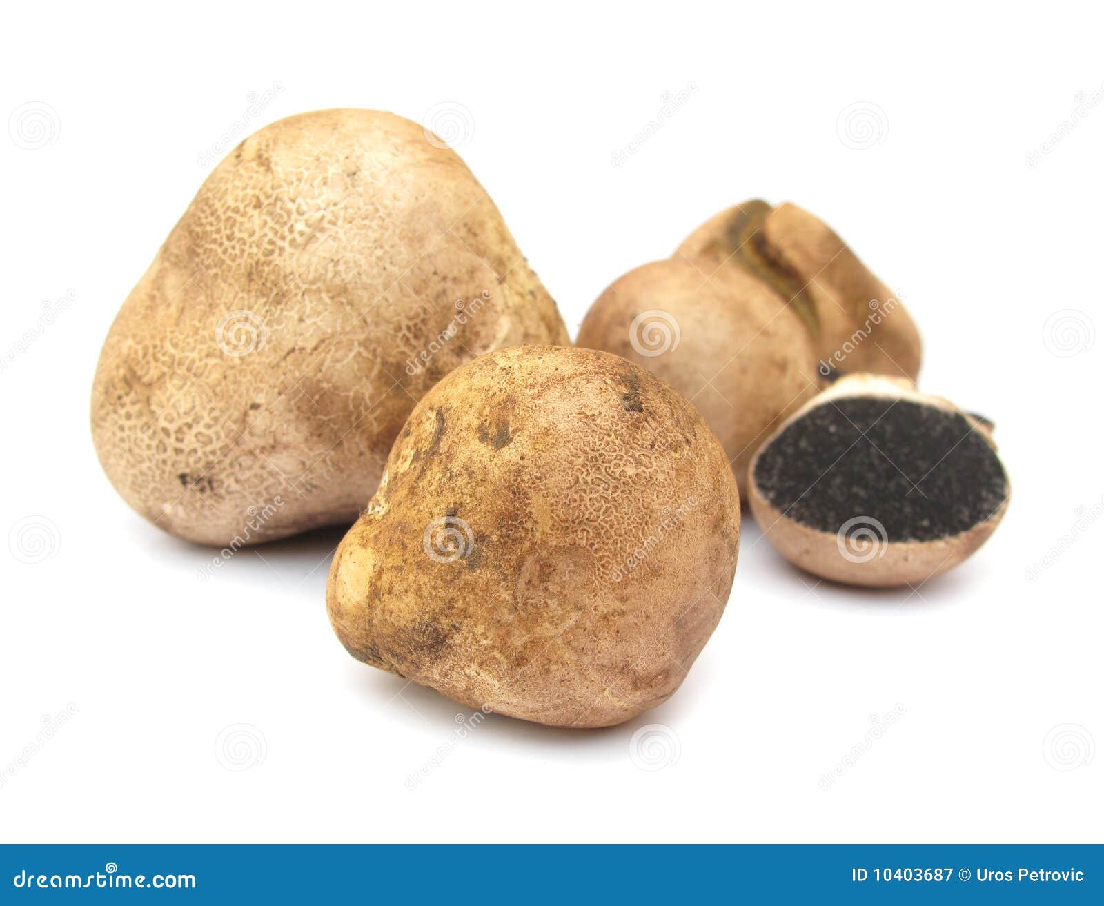 Pigskin Poison Puffball Common Earthball Stock Image - Image of beige ...