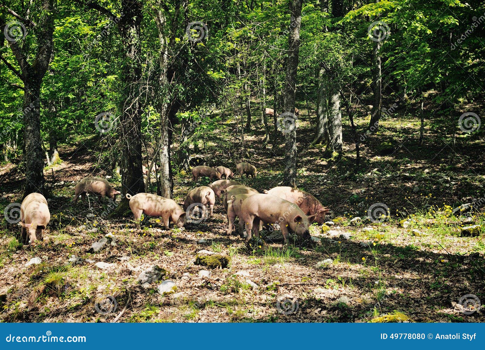 Pigstry stock photo. Image of feeding, landscape, forest - 49778080