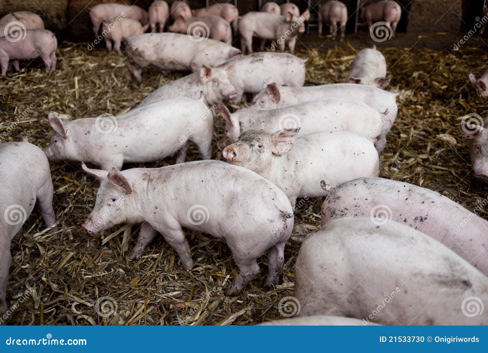 Pigsty stock photo. Image of nature, farm, animal, piggery - 21533730