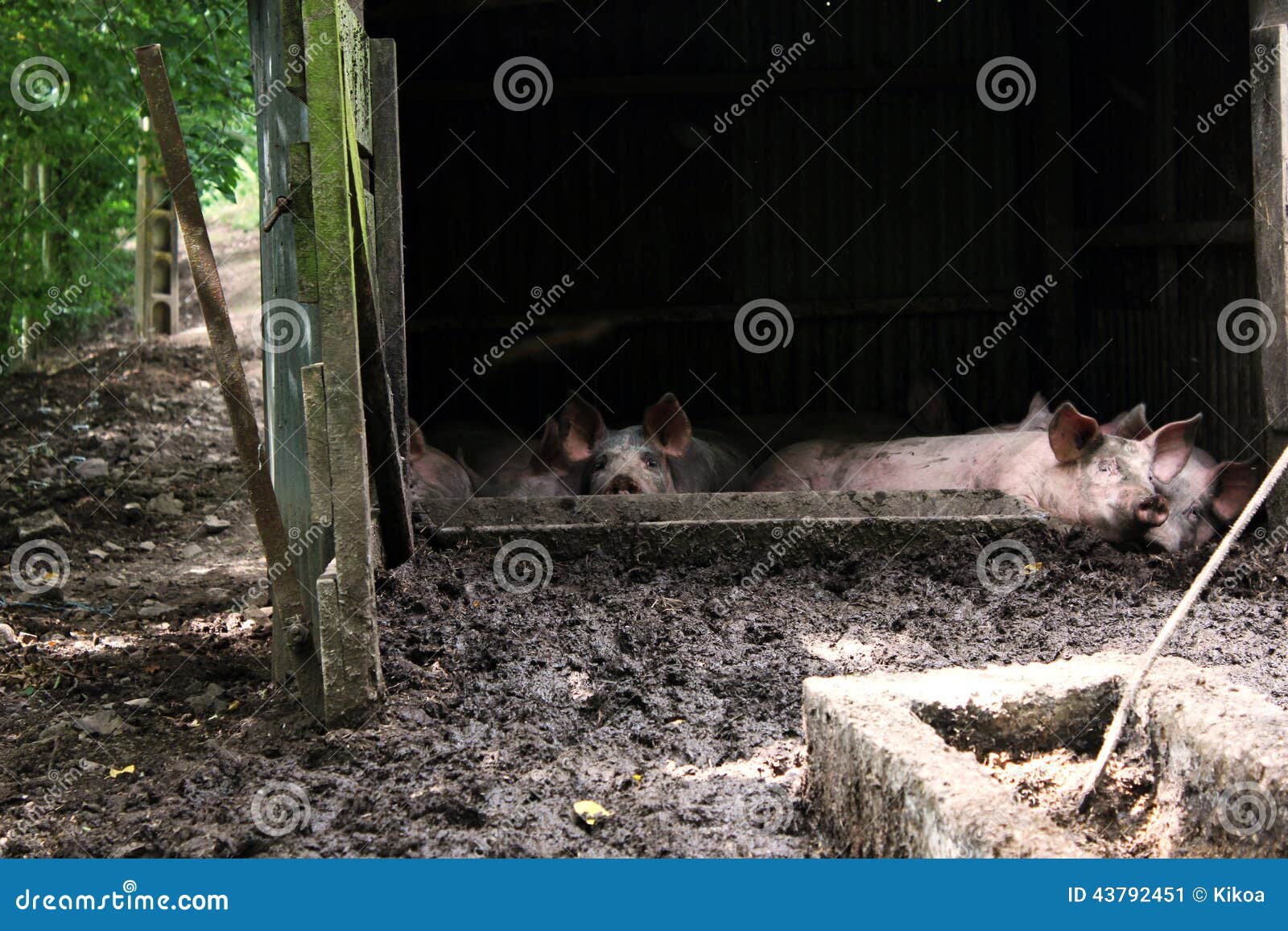 Pigsty in Normandy stock image. Image of nature, feeding - 43792451