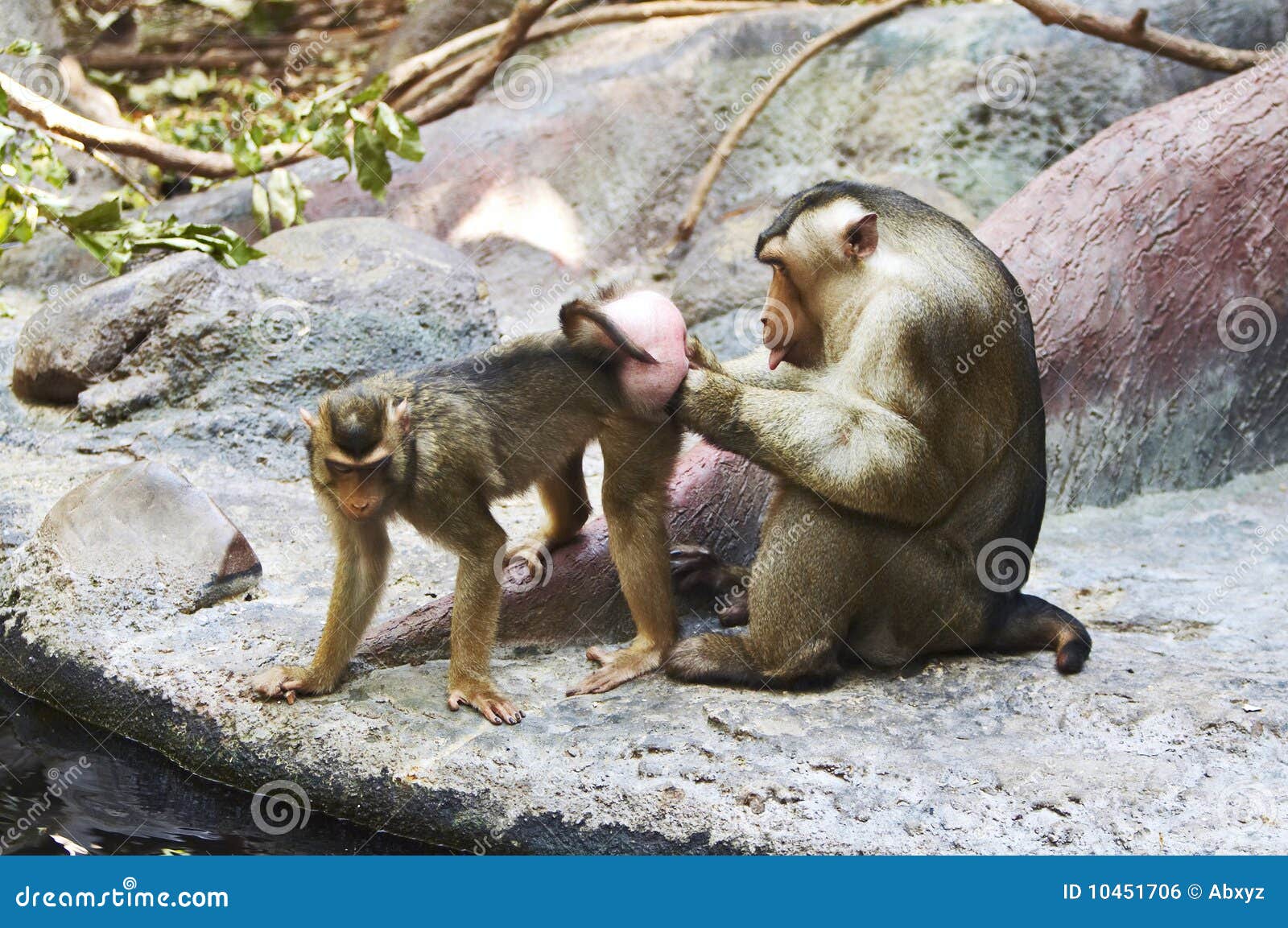 Pigtail Macaque couple stock photo. Image of black, sumatra - 10451706