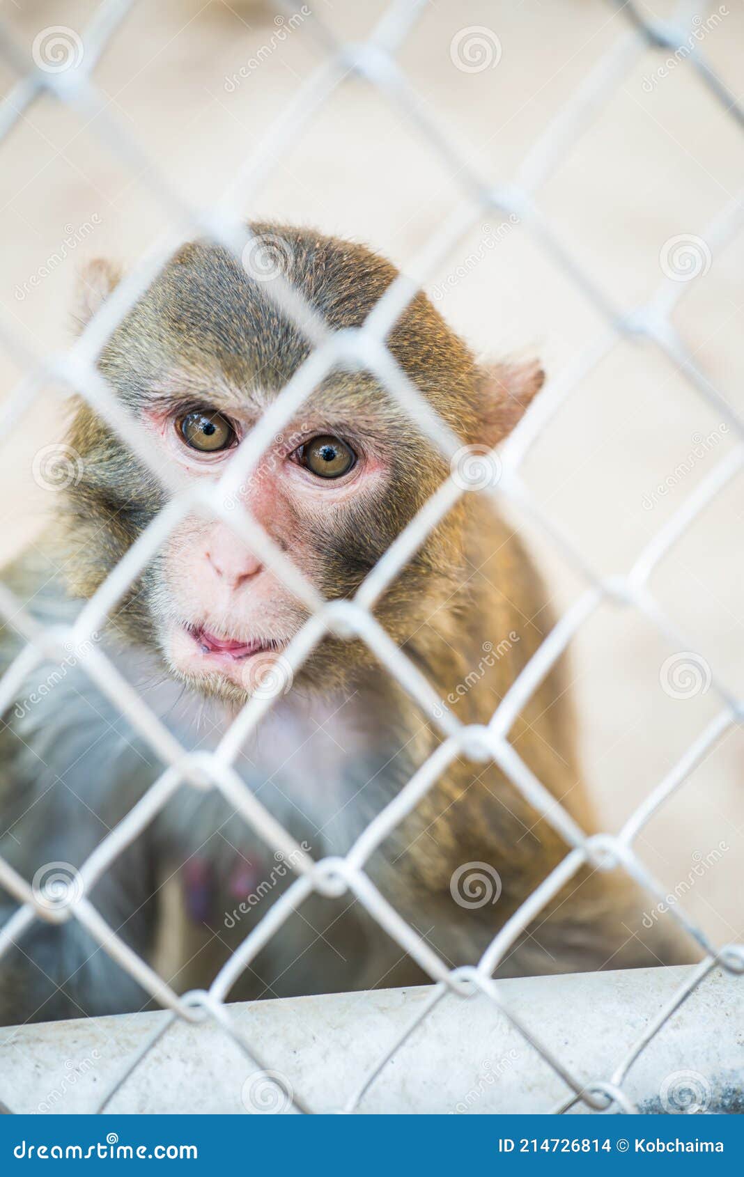 Pigtail Macaque Monkey in Cage Stock Photo - Image of cute, monkey ...
