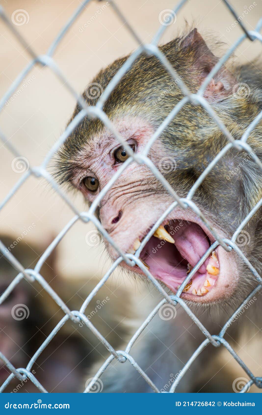 Pigtail Macaque Monkey in Cage Stock Photo - Image of face, little ...
