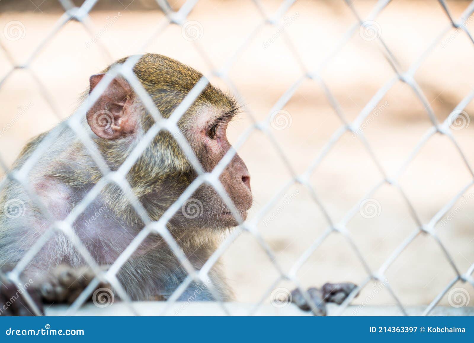 Pigtail Macaque Monkey in Cage Stock Image - Image of asia, portrait ...