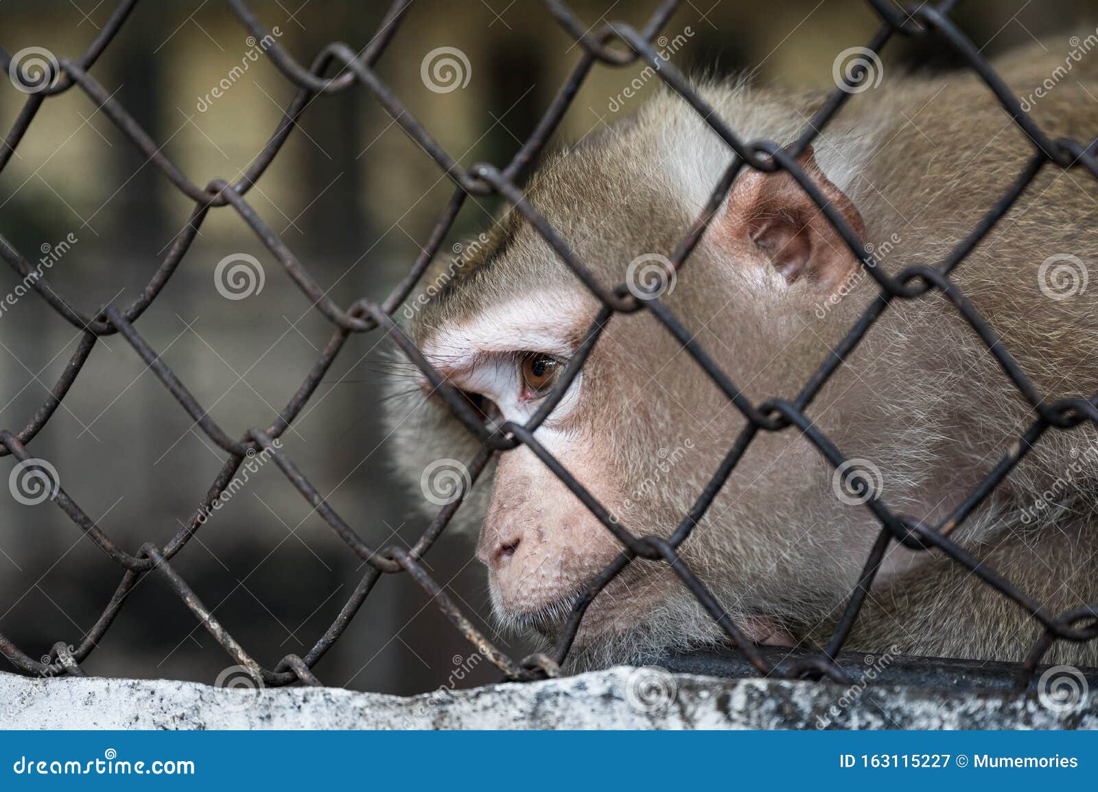 Pigtail Macaque Monkey is Stress and Lonely Stock Image - Image of look ...