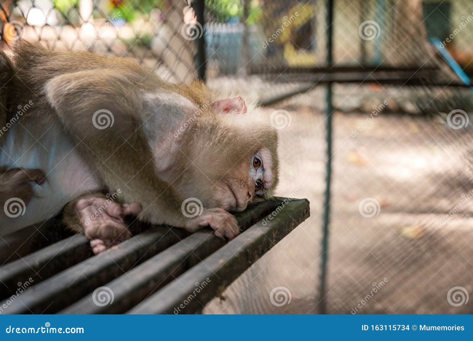 Pigtail Macaque Monkey are Stress and Lonely Stock Photo - Image of ...