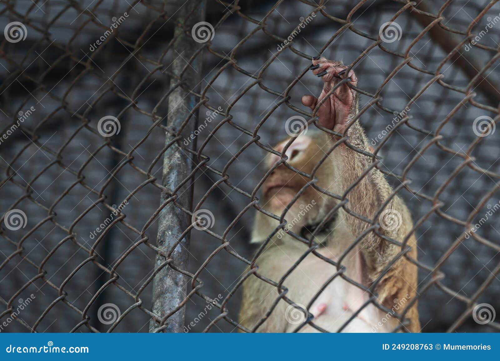 Pigtail Macaque Monkey is Stress and Lonely Stock Image - Image of ...