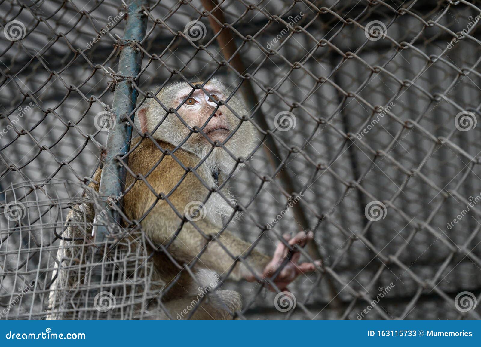 Pigtail Macaque Monkey is Stress and Lonely Stock Image - Image of dark ...