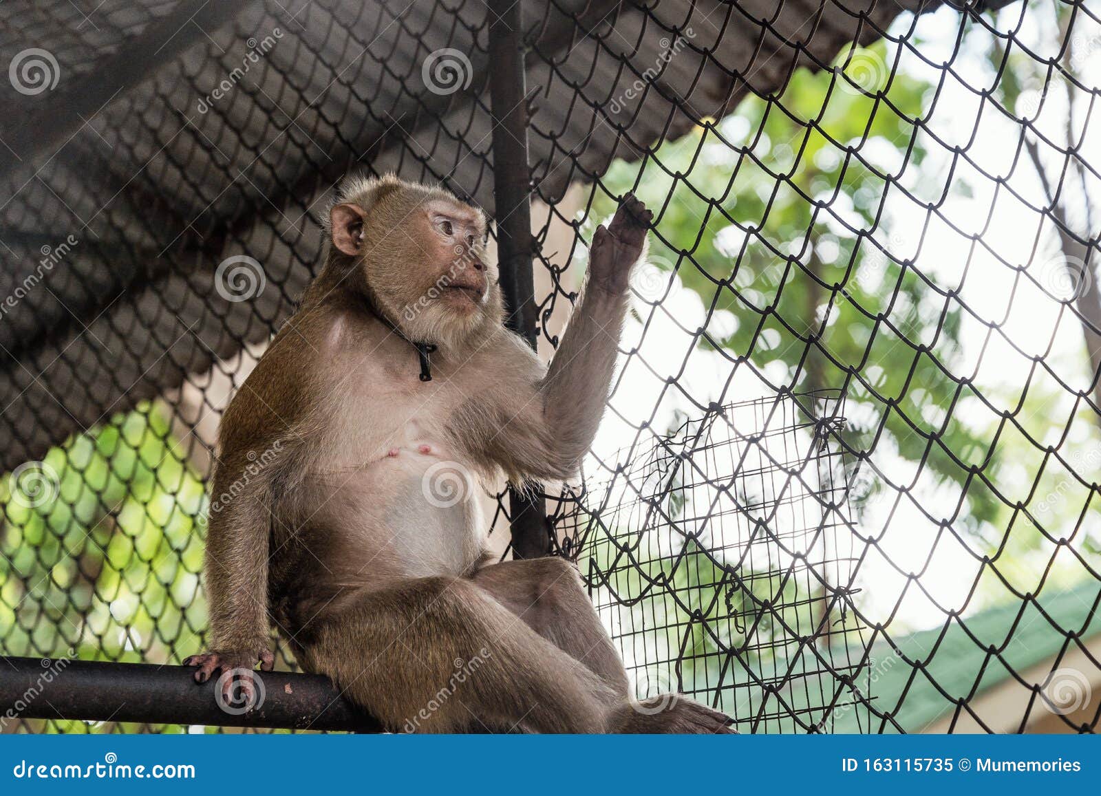 Pigtail Macaque Monkey is Stress and Lonely Stock Image - Image of cage ...