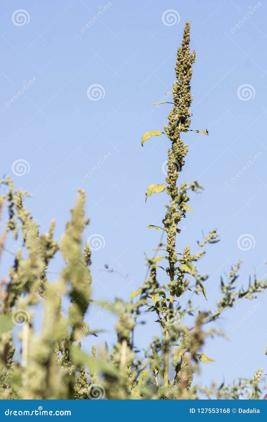 Pigweed Amaranthus Retroflexus Stock Photo - Image of treatment, nature ...