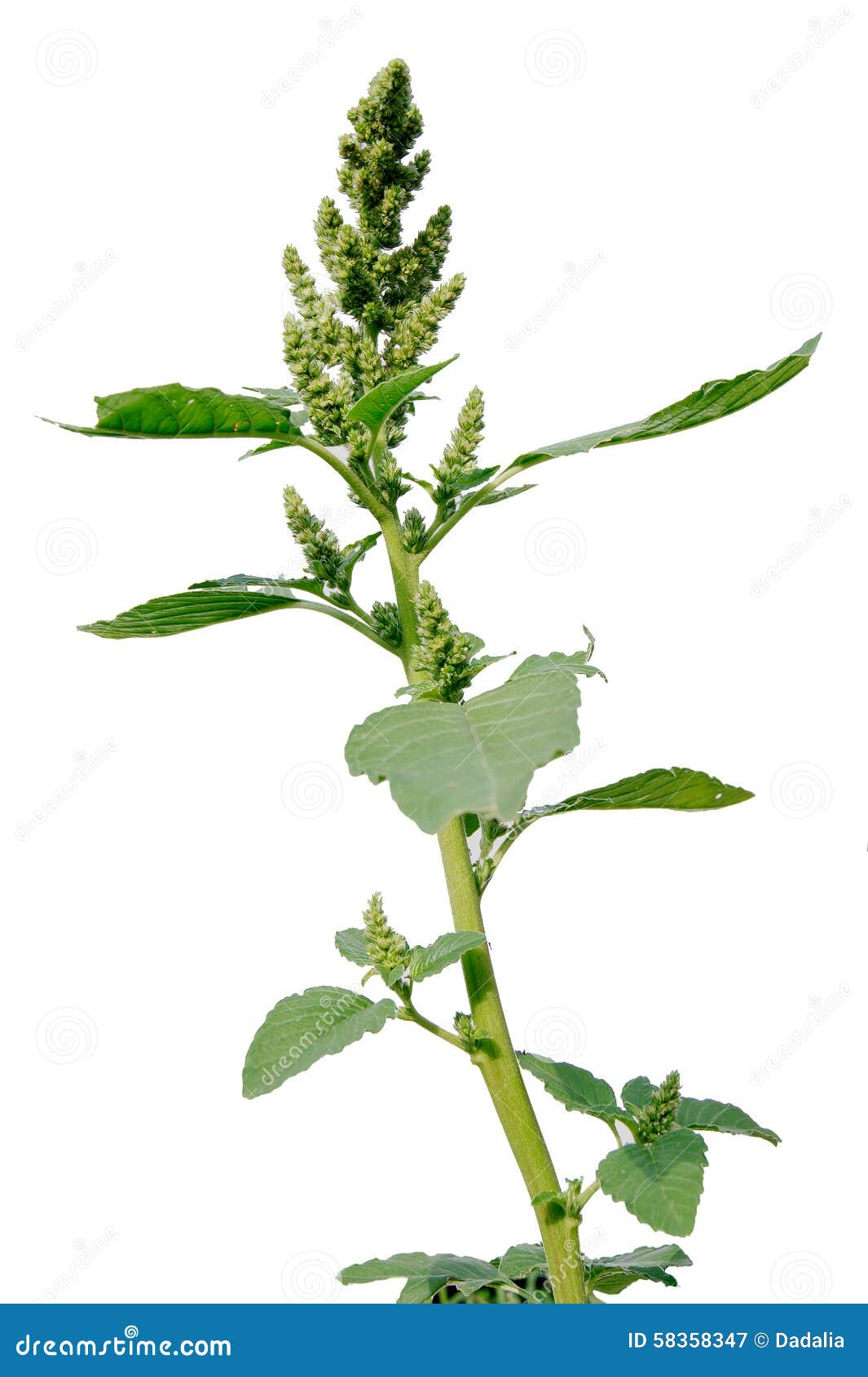 Pigweed Identification