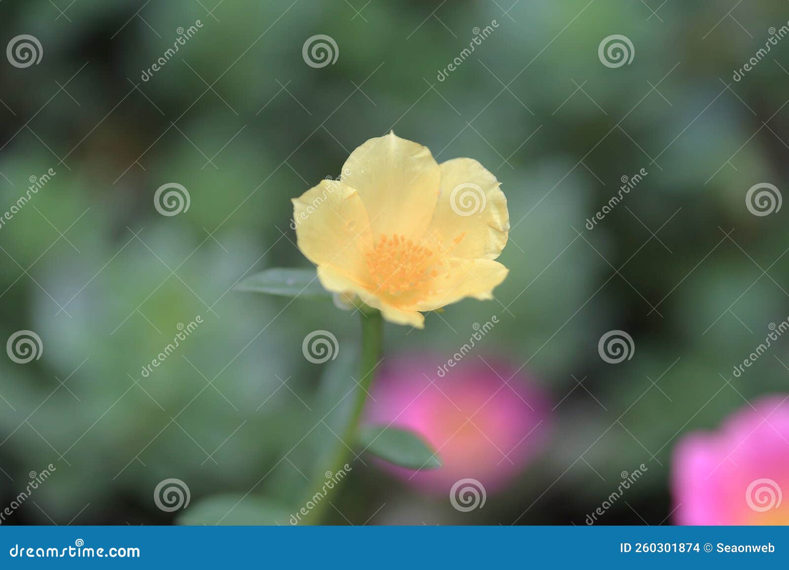 The Pigweed, Little Hogweed or Pusley Flower Stock Photo - Image of ...