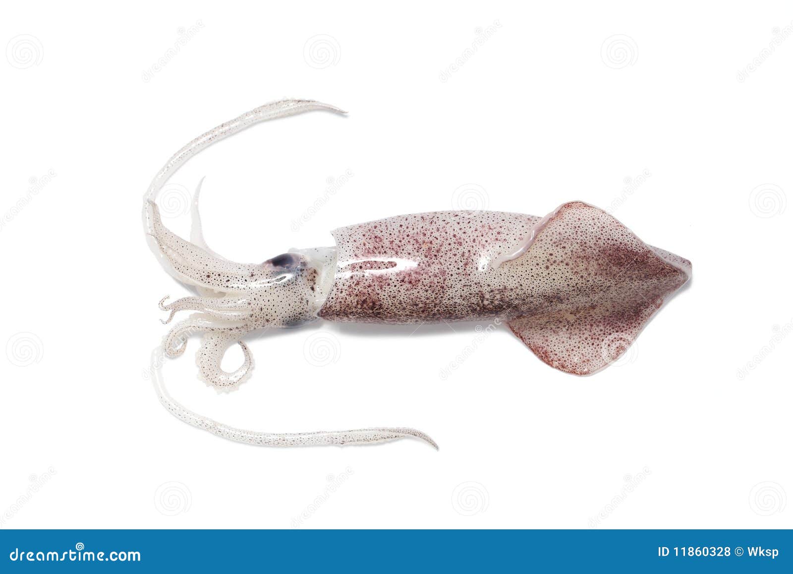 Pijlinktvis stock foto. Image of patagonisch, voedsel - 11860328