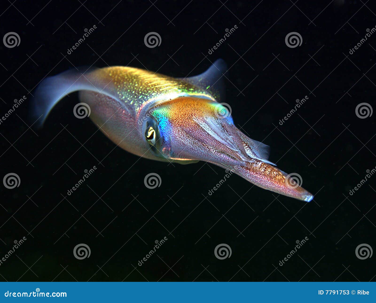 Pijlinktvis stock afbeelding. Image of steen, blauw, zeewater - 7791753