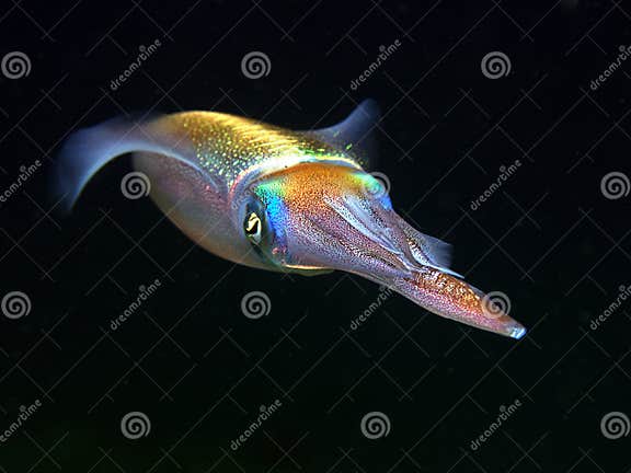 Pijlinktvis stock afbeelding. Image of steen, blauw, zeewater - 7791753