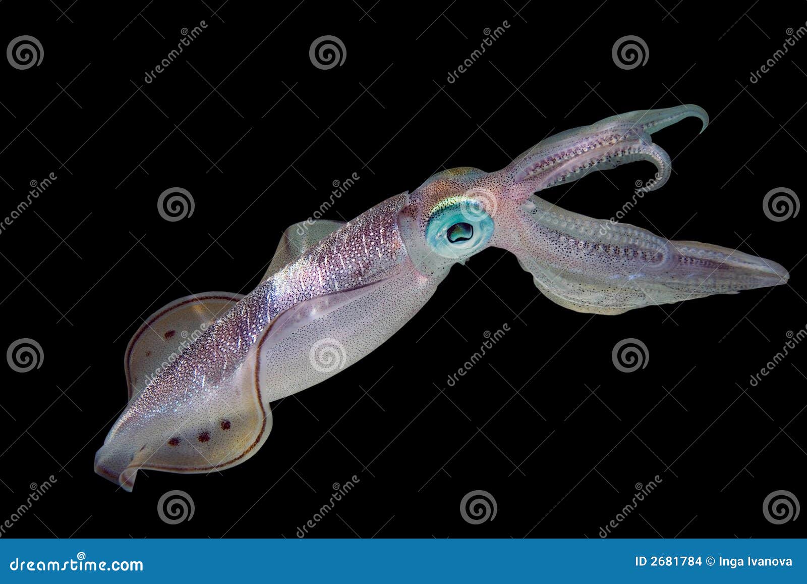 Pijlinktvis Op Zwarte Achtergrond Stock Foto - Image of wild, zwart ...