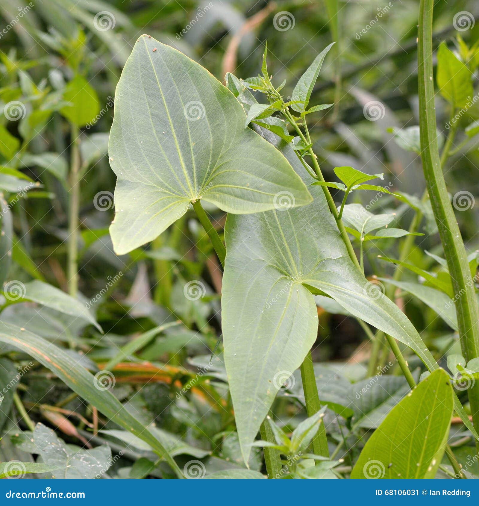 Pijlpunt (Sagittaria-sagittifolia) Stock Afbeelding - Image of ...