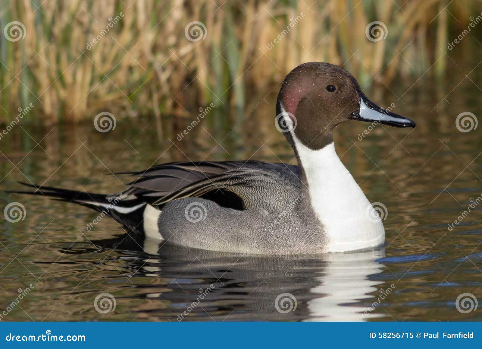 Pijlstaart stock afbeelding. Image of staart, pijlstaart - 58256715