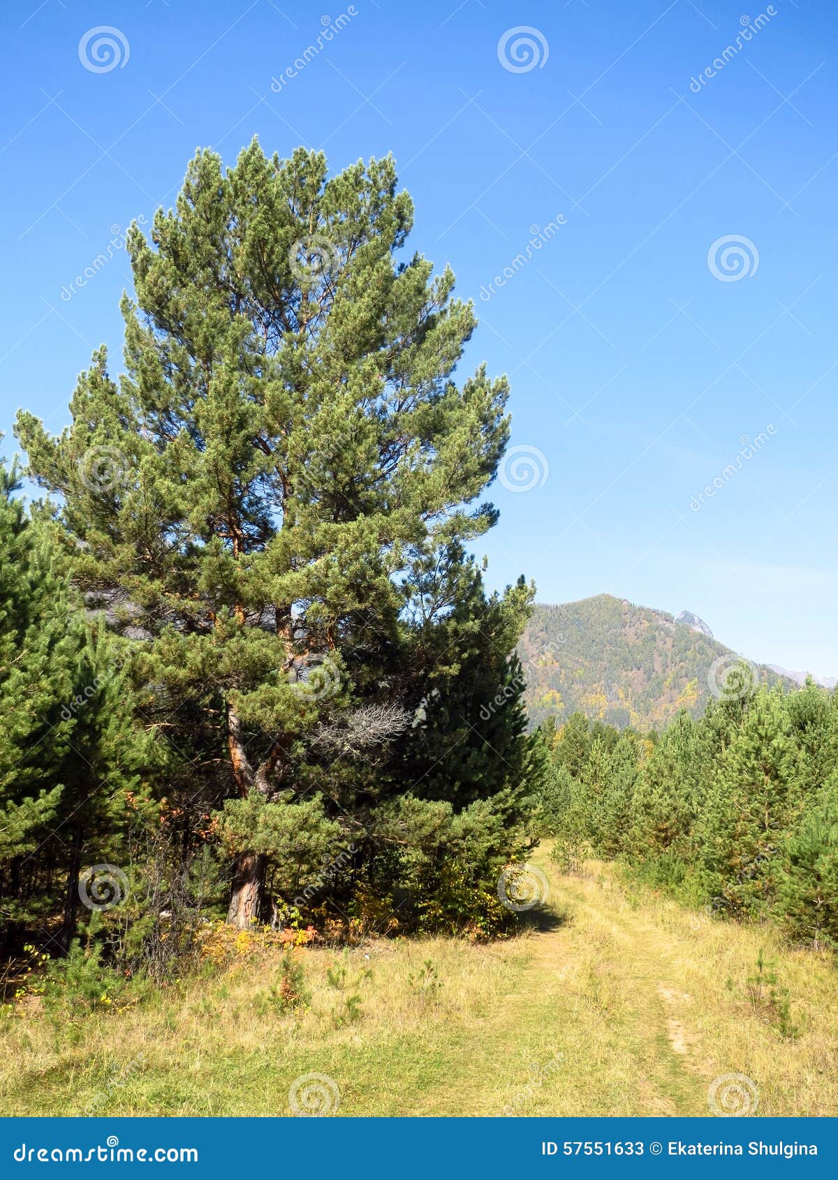 Pijnboom stock afbeelding. Image of hemel, groot, nave - 57551633