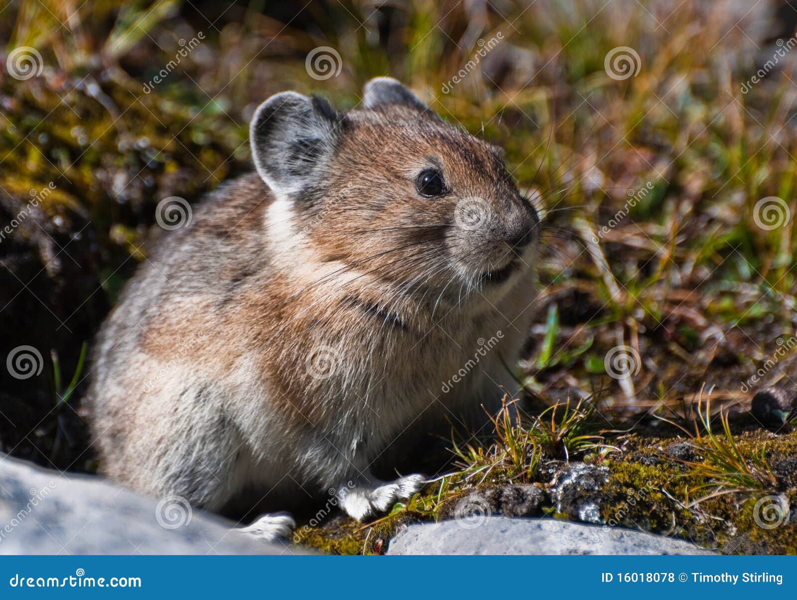 Pika stock photo. Image of cute, rodent, alpine, nature - 16018078