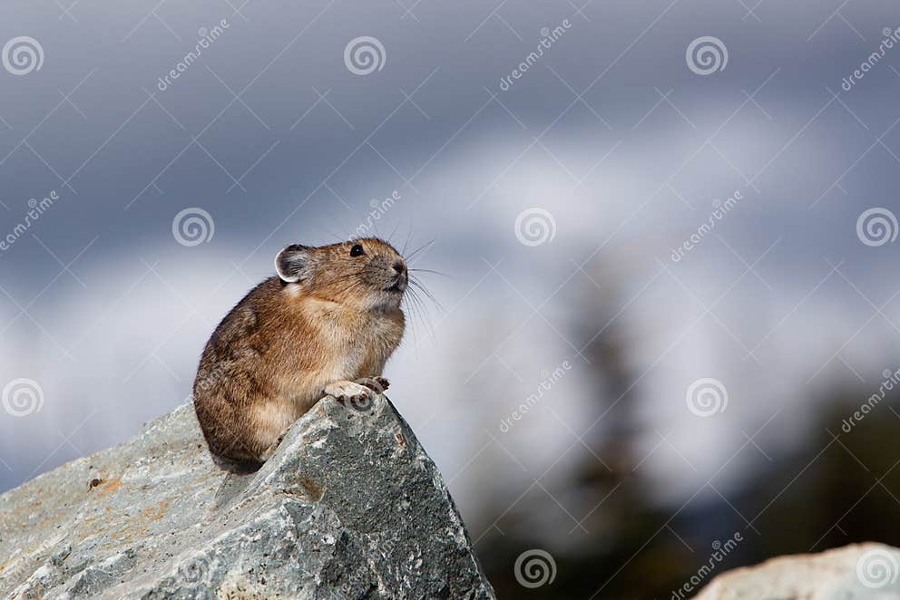 Pika stock image. Image of rockies, curious, canada, peak - 18756843