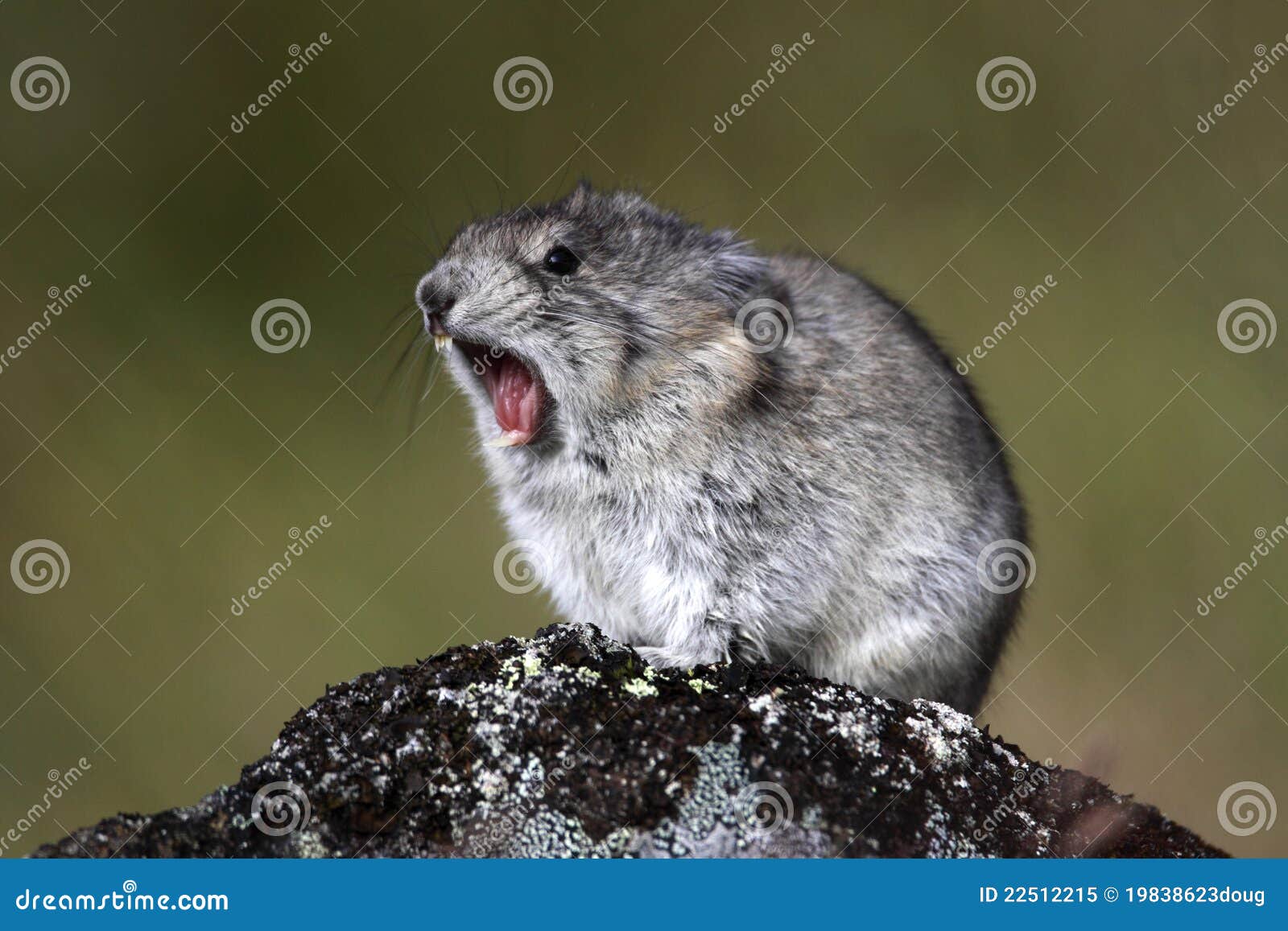 Pika stock image. Image of whiskers, rock, tongue, pika - 22512215