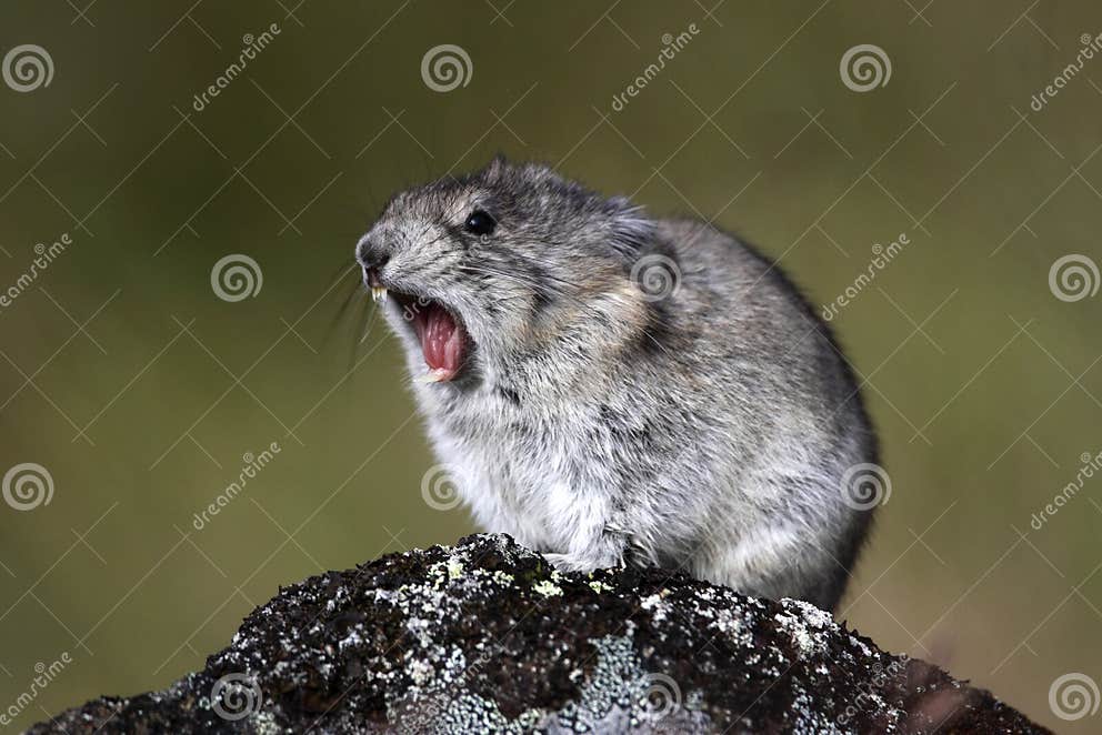 Pika stock image. Image of whiskers, rock, tongue, pika - 22512215
