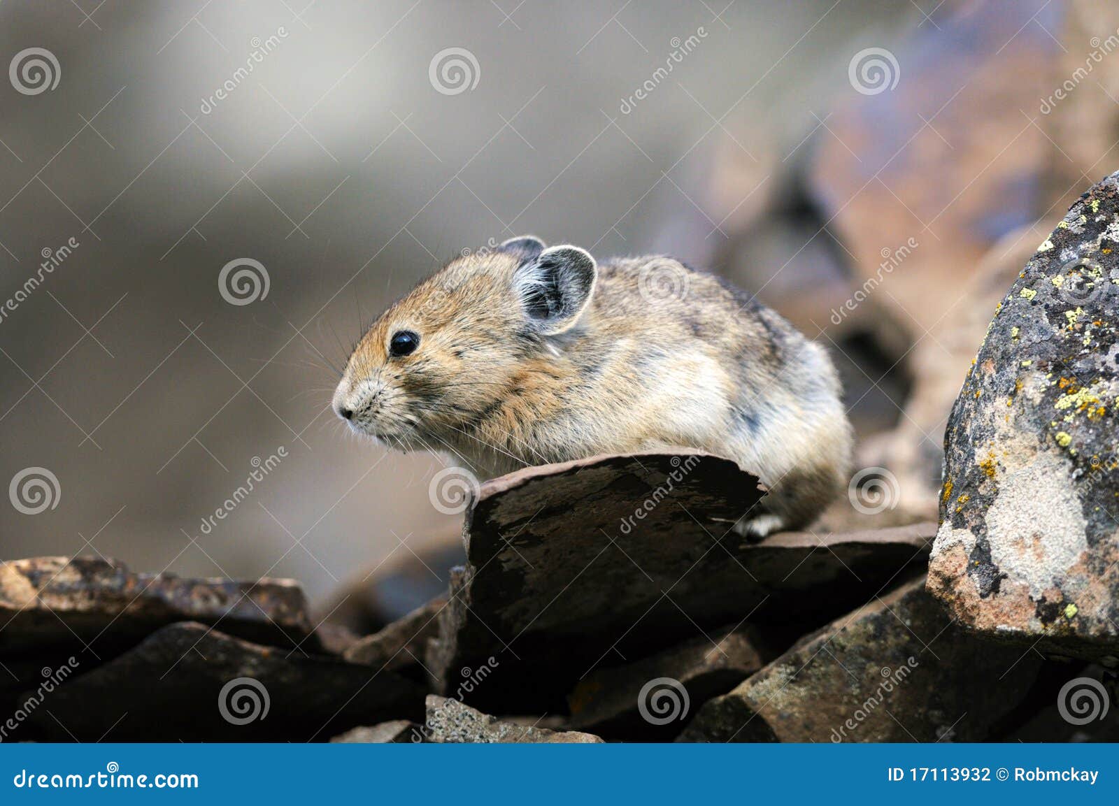 Pika in the Alberta, Canada Rocky Mountains Stock Photo - Image of ...