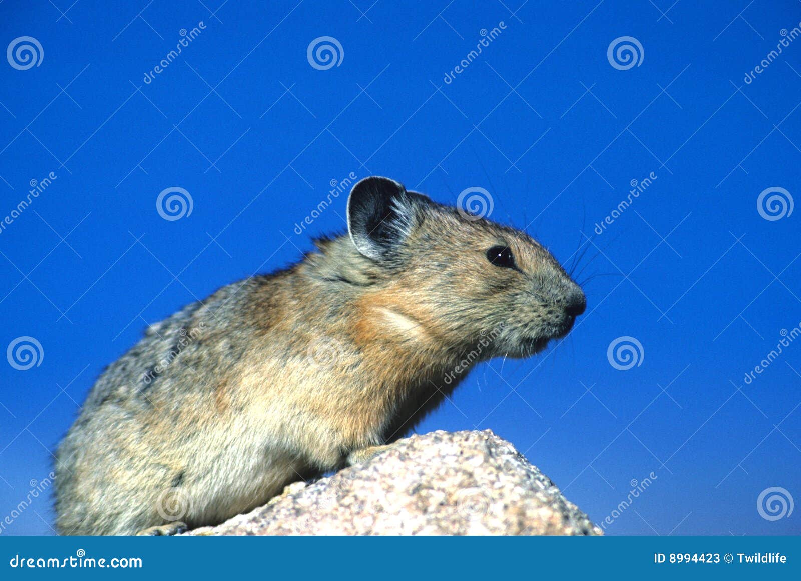 Pika with Blue Sky stock image. Image of wildlife, small - 8994423