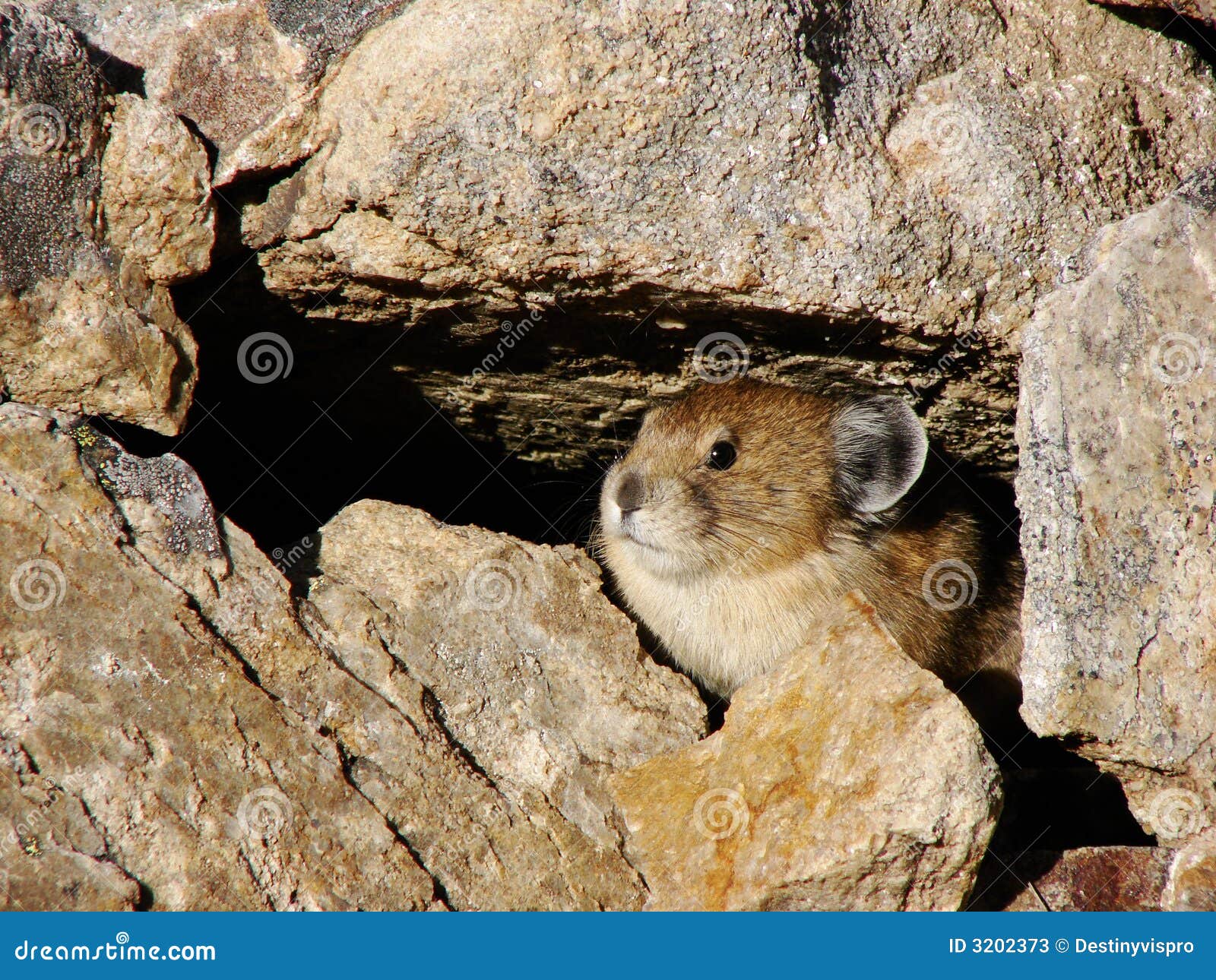 Pika in Burrow stock image. Image of tourism, creeper - 3202373