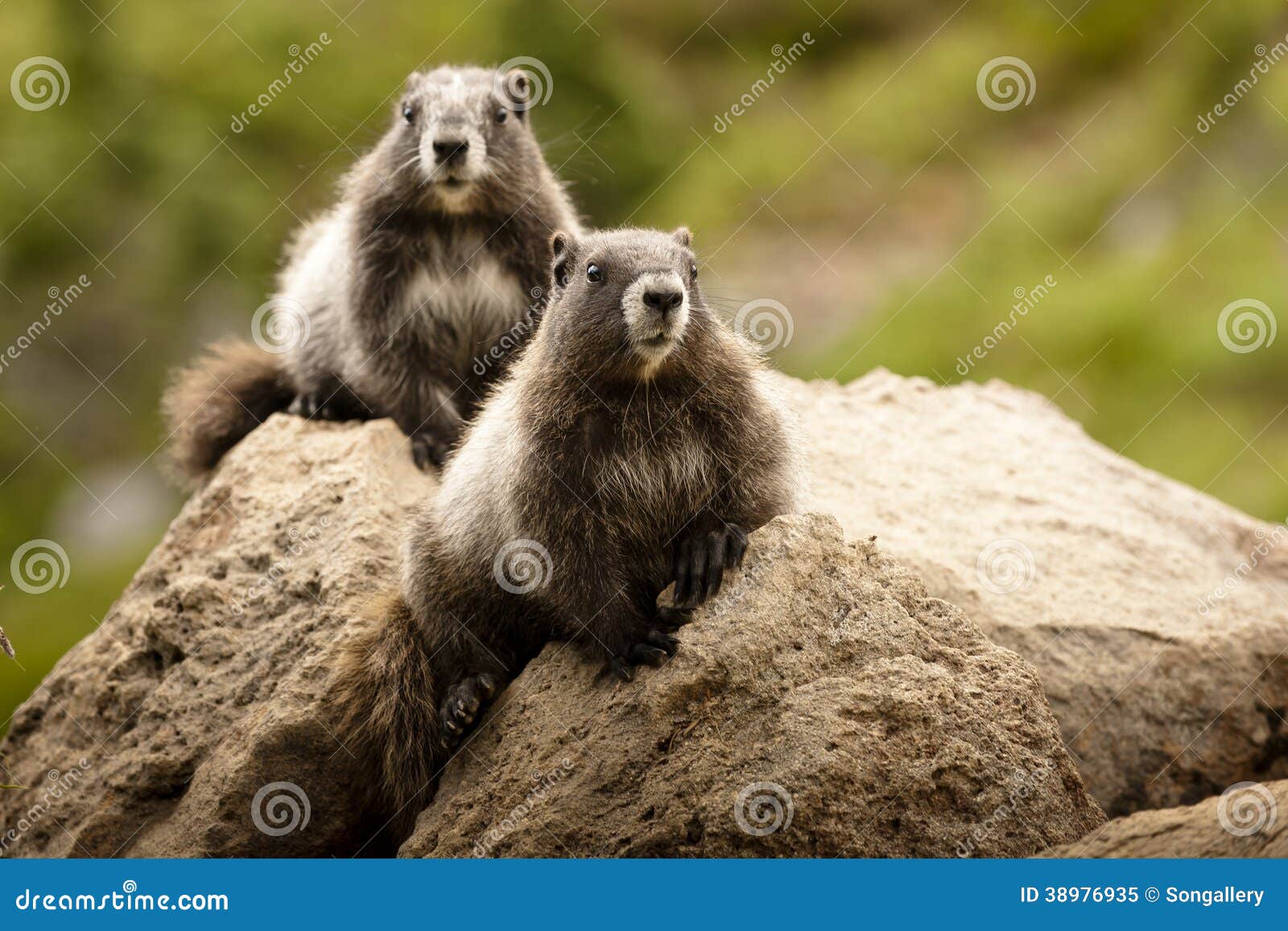 Pika stock image. Image of grass, rocky, mountain, ochotona - 38976935