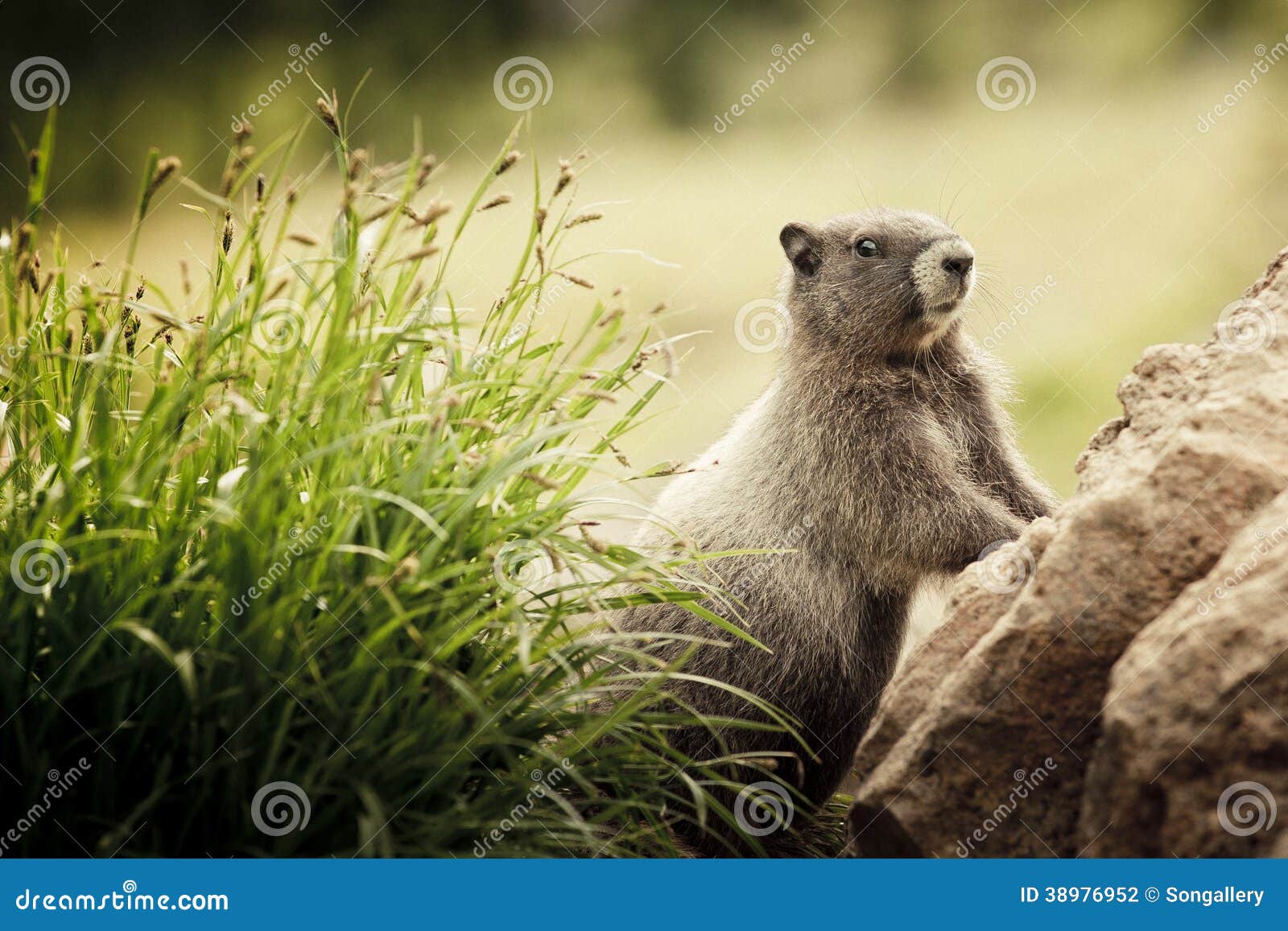 Pika stock photo. Image of rainier, animal, pika, mammal - 38976952