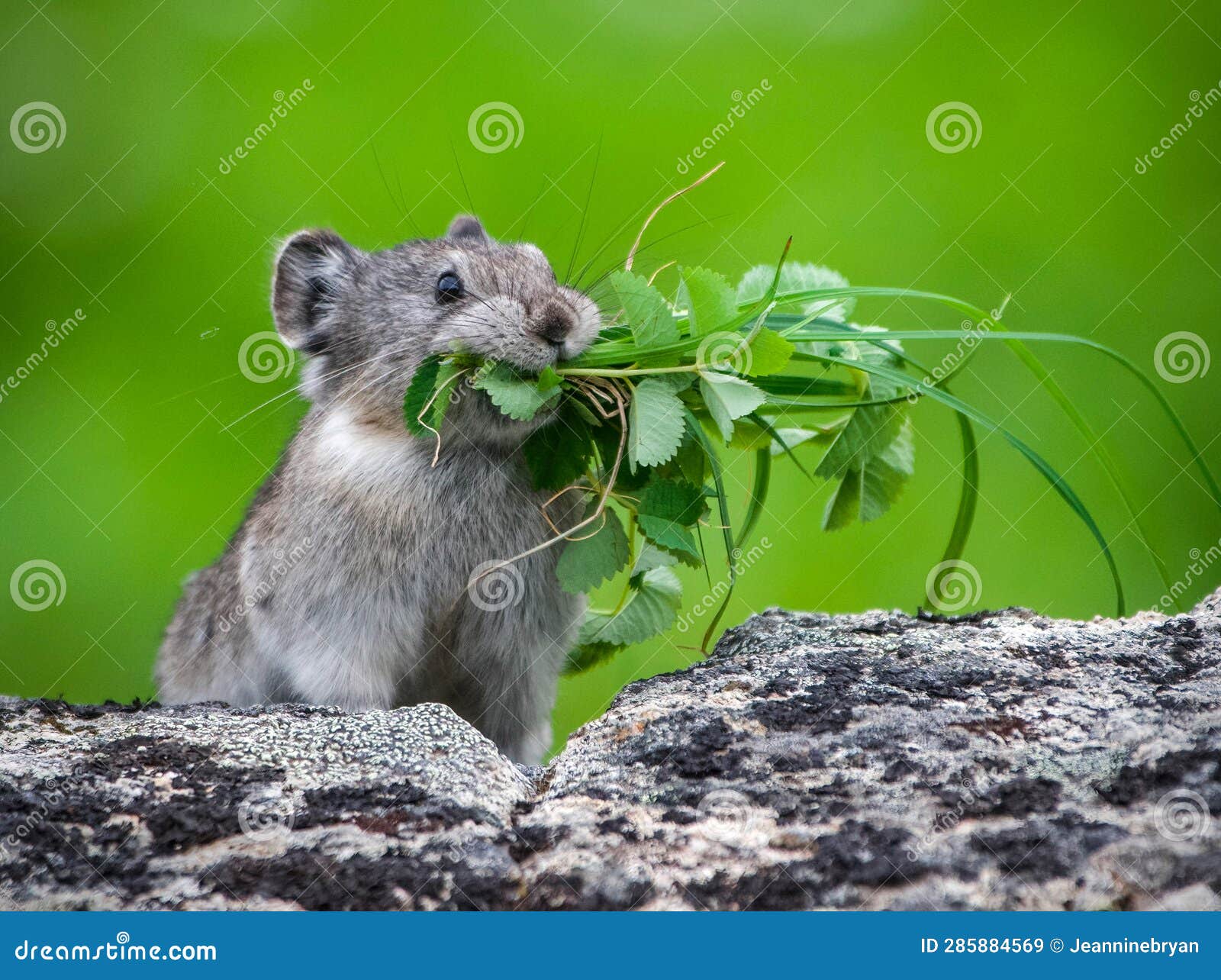 Pika with Grass stock image. Image of grass, wildlife - 285884569
